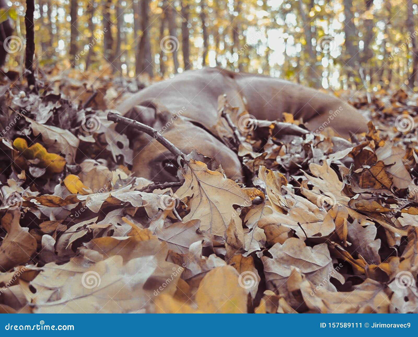 Rhodesian Ridgeback is Rolling in Leaves Stock Image - Image of park ...