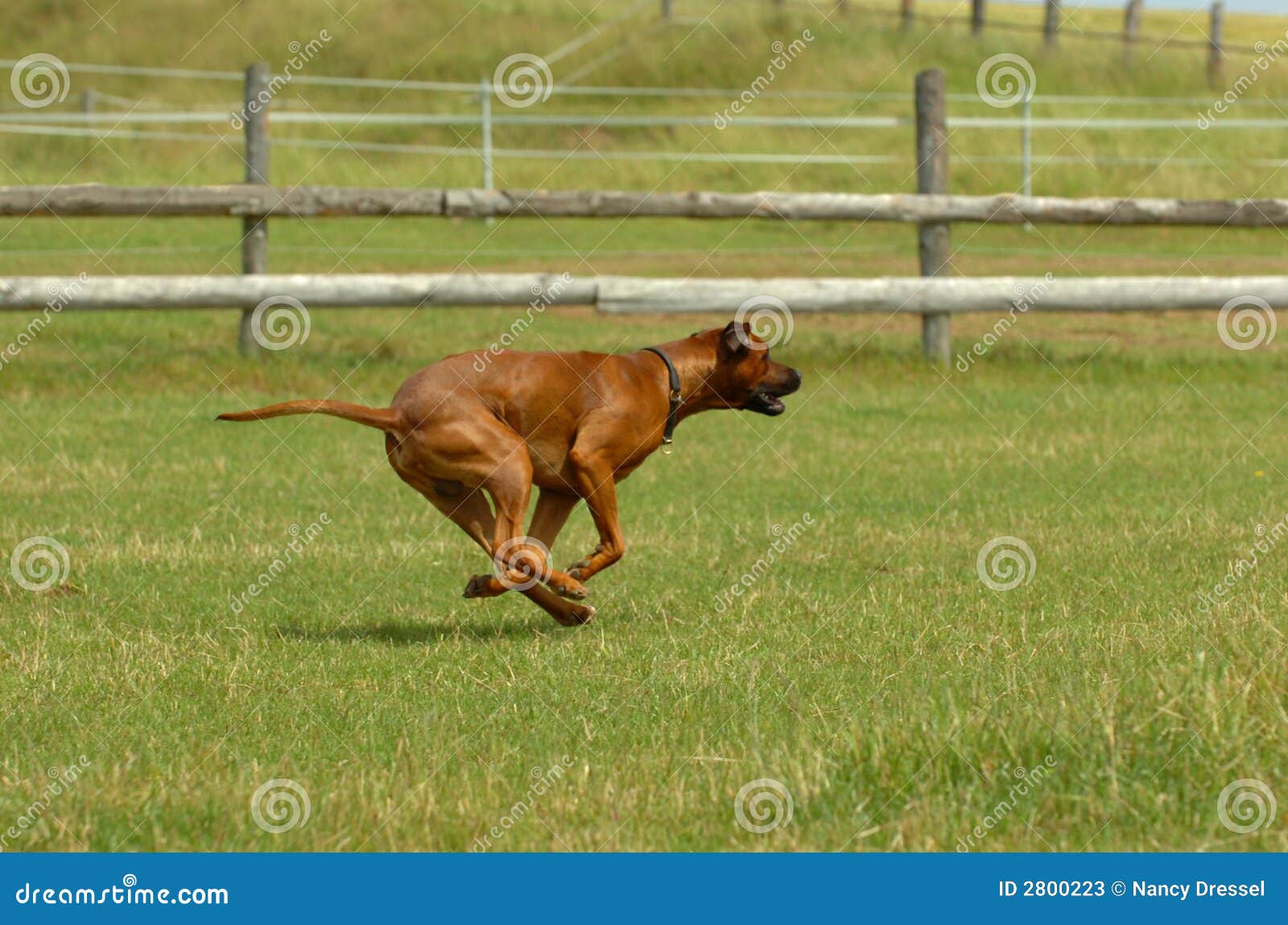 Rhodesian Ridgeback Running Stock Image - Image of alone, happy: 2800223
