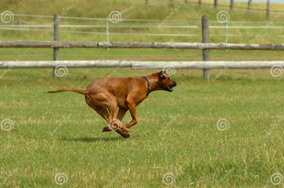 Rhodesian Ridgeback Running Stock Image - Image of alone, happy: 2800223