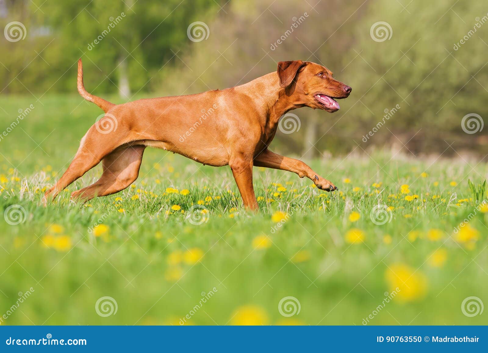 Rhodesian Ridgeback Running on the Meadow Stock Photo - Image of animal ...
