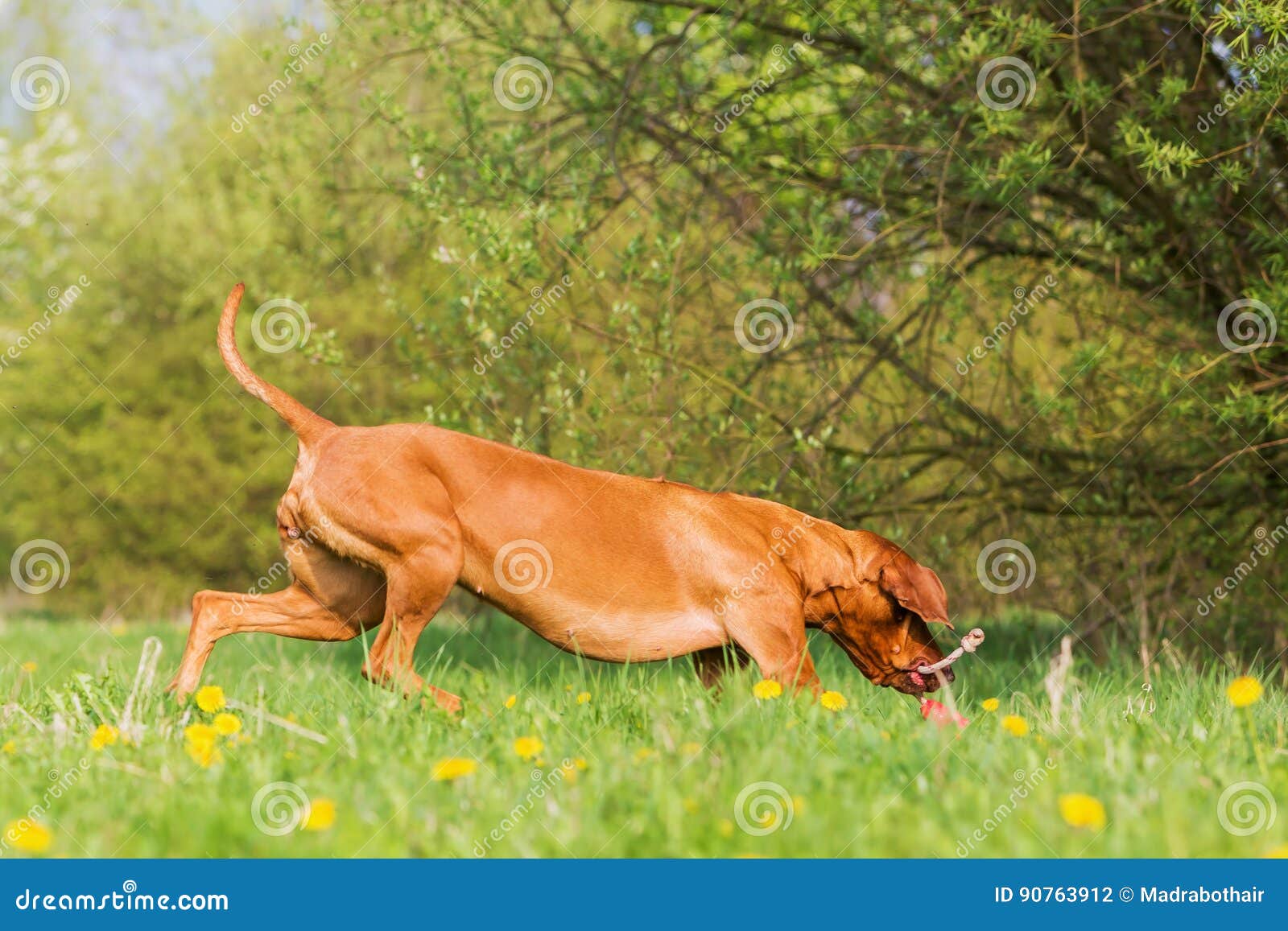 Rhodesian Ridgeback Running on the Meadow Stock Photo - Image of catch ...