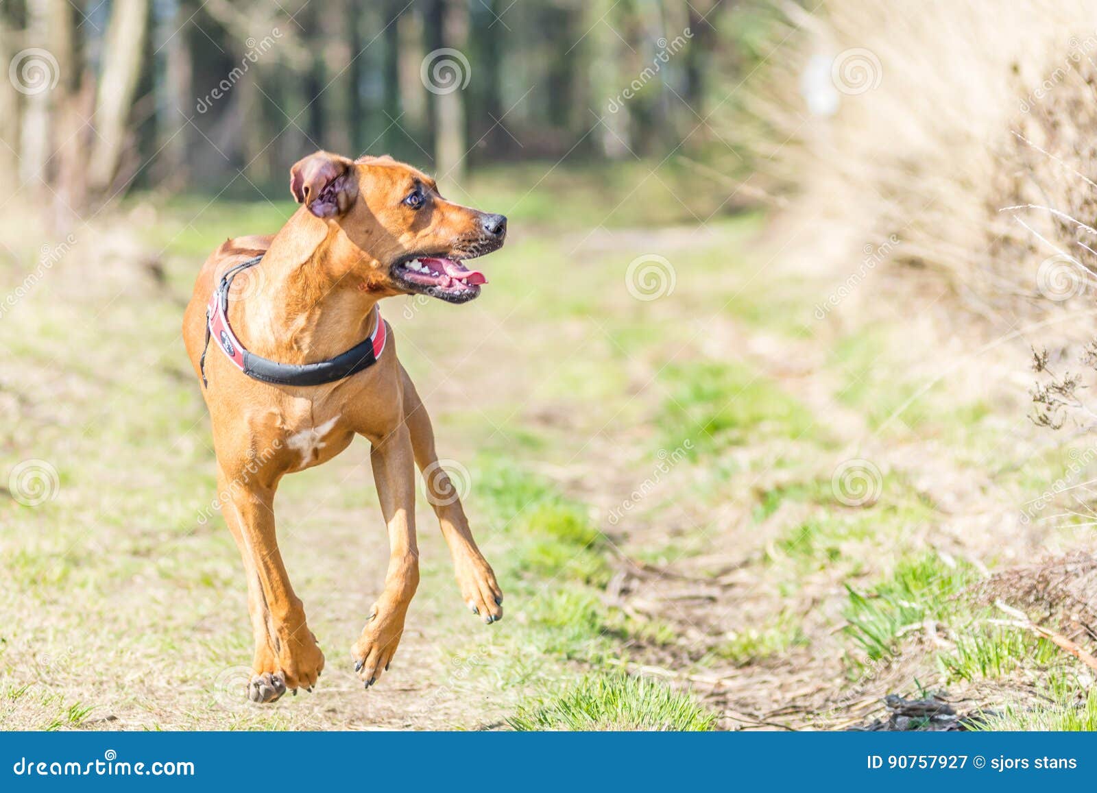 Rhodesian Ridgeback Running Stock Image - Image of colar, looking: 90757927