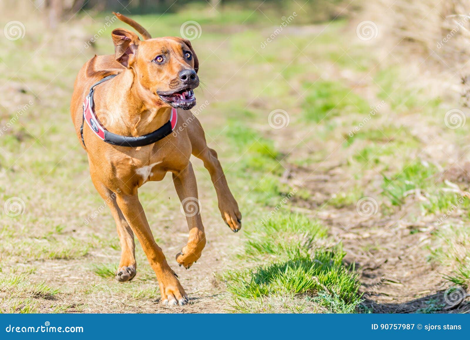 Rhodesian Ridgeback Running Stock Image - Image of rhodesianridgeback ...