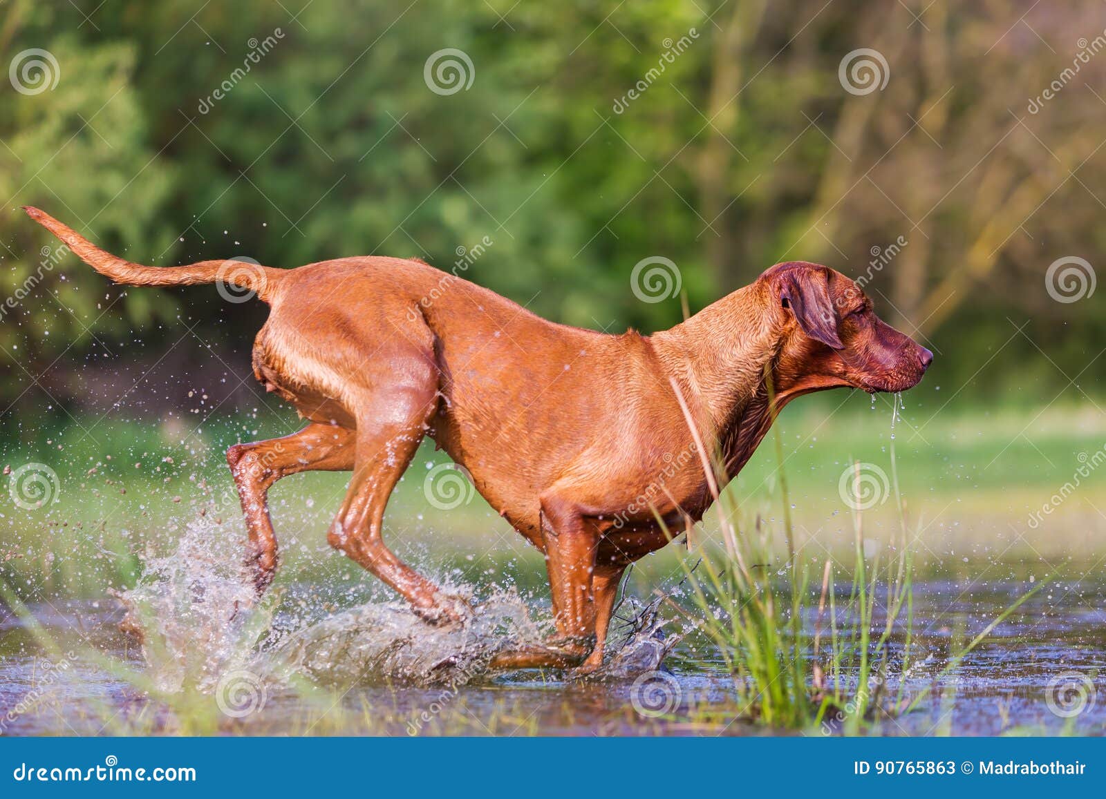 Rhodesian Ridgeback Running through the Water Stock Image - Image of ...