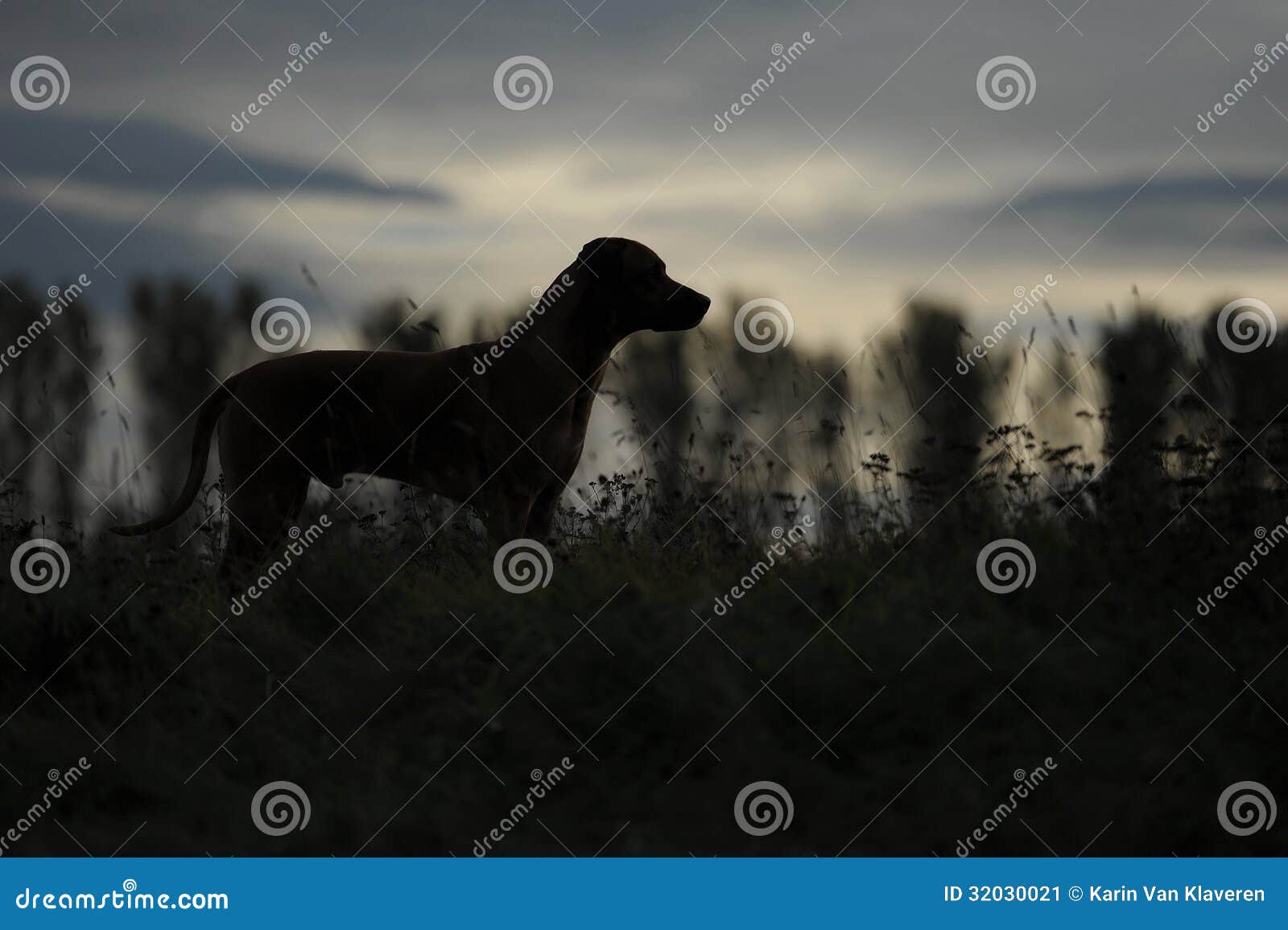 Rhodesian Ridgeback Silhouette Stock Image - Image of watches ...