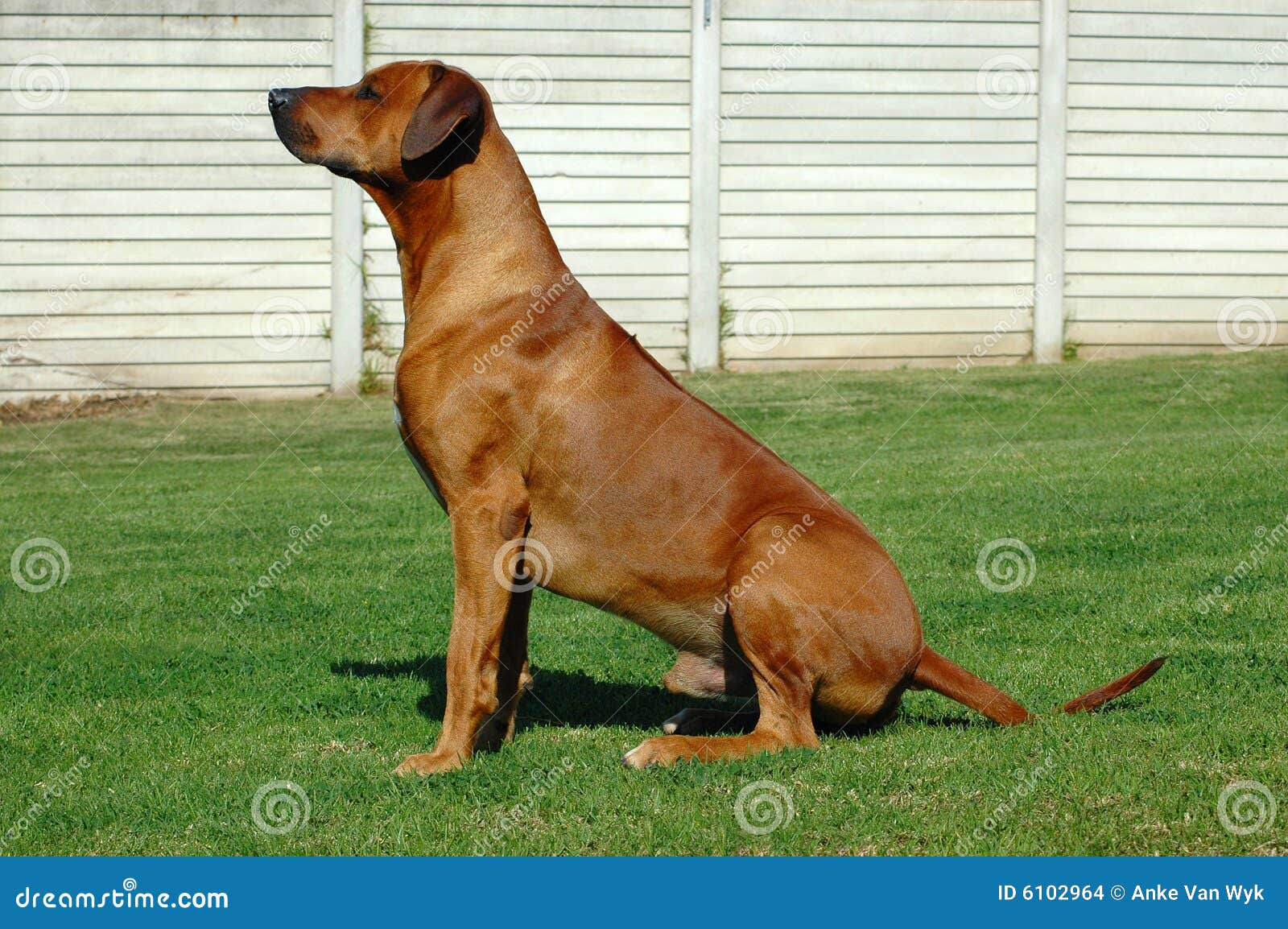 Rhodesian Ridgeback Sitting Stock Photo - Image of bred, outside: 6102964