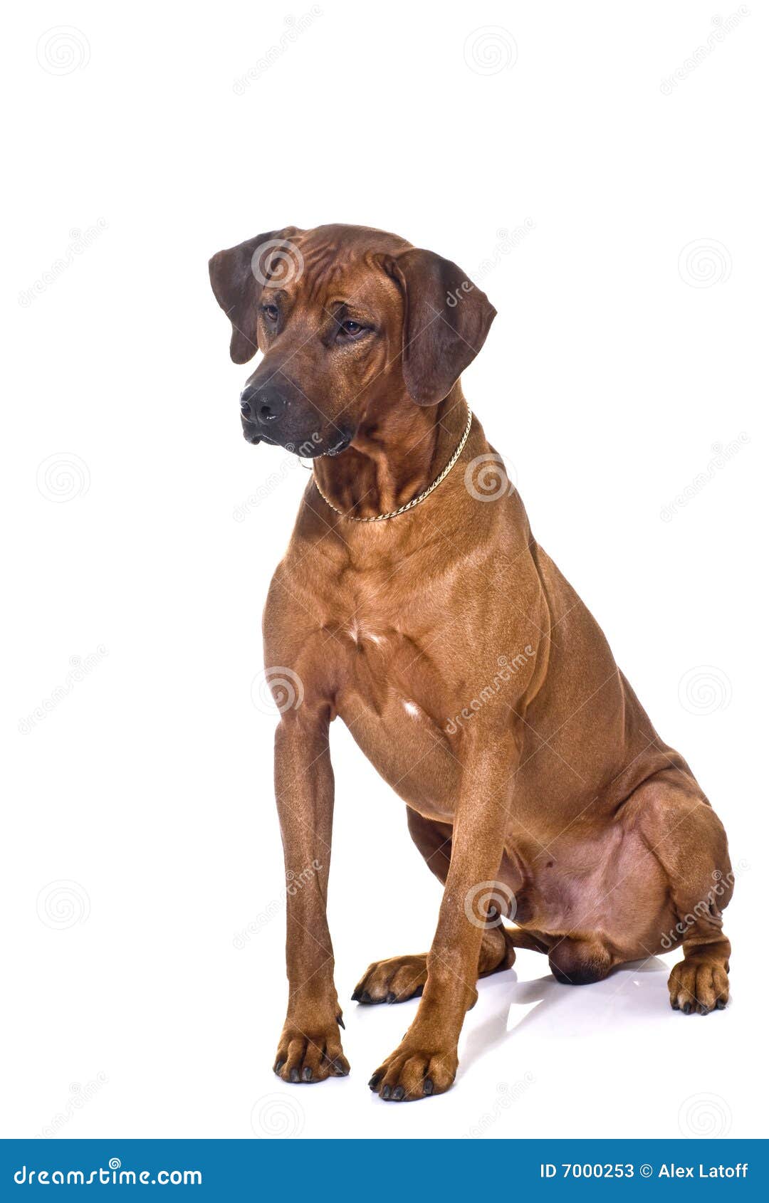 Rhodesian Ridgeback Sitting Stock Image - Image of royal, ridgeback ...