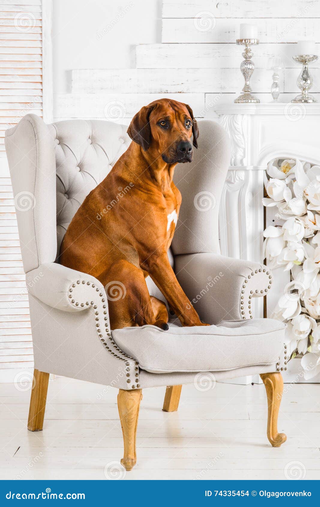 Rhodesian Ridgeback Sitting on an Armchair in Front of Fireplace Stock ...