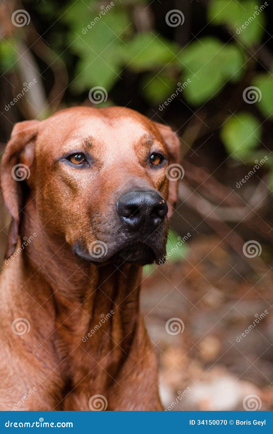 Rhodesian ridgeback stock photo. Image of ridgeback, summer - 34150070