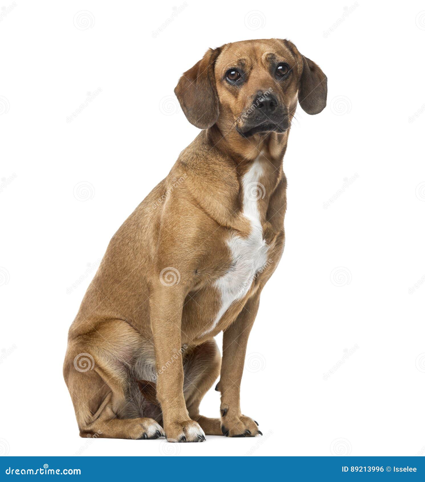 Rhodesian Ridgeback Sitting, Isolated Stock Photo - Image of carnivore ...