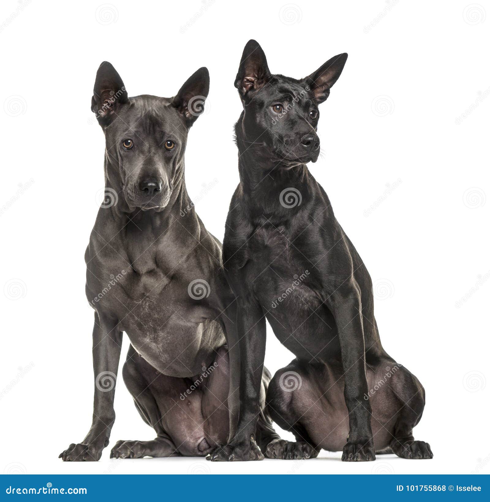 Rhodesian Ridgeback Sitting Side by Side, Isolated Stock Photo - Image ...