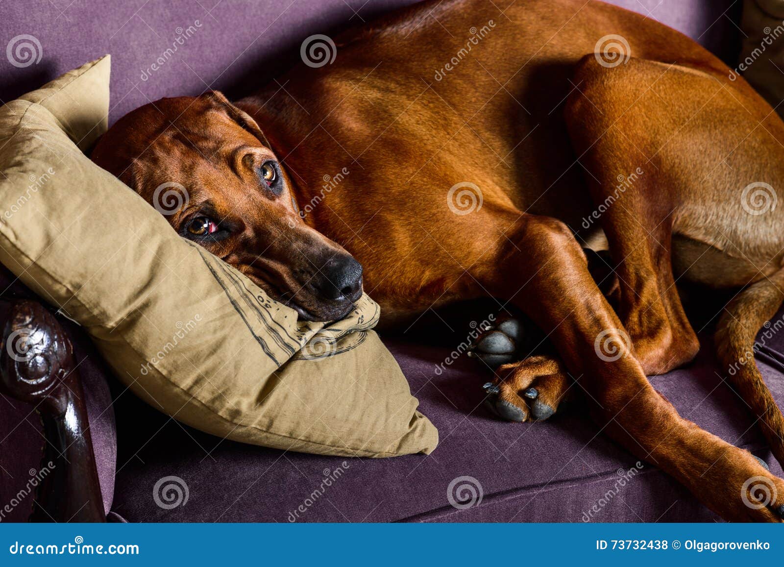 Rhodesian Ridgeback Sleeping with Its Head on a Pillow Stock Photo ...