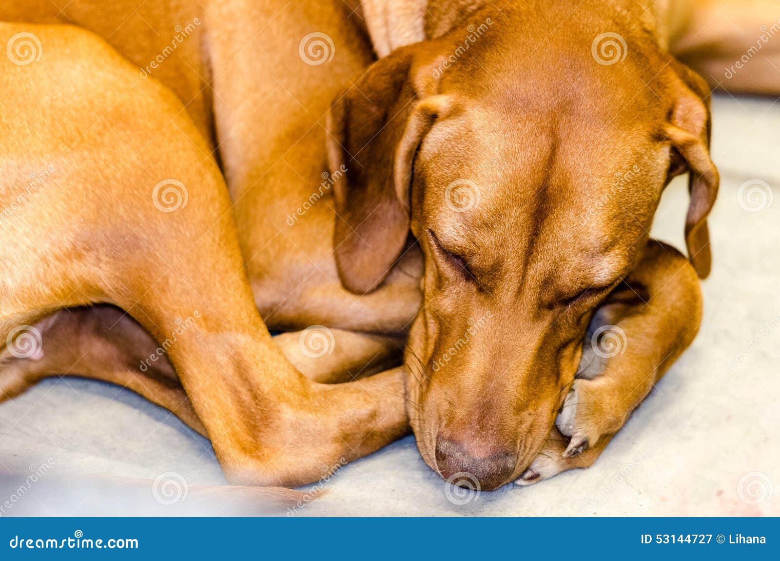 Rhodesian Ridgeback sleeps stock image. Image of african - 53144727
