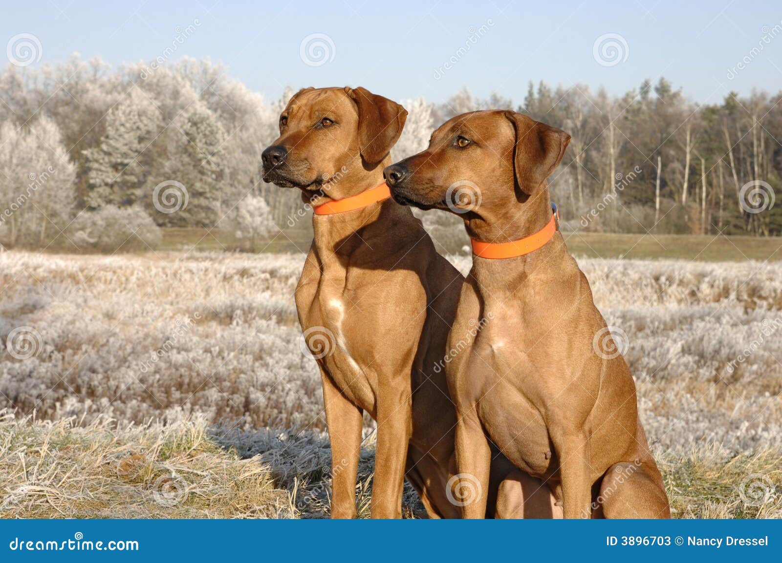 Rhodesian Ridgeback in Snow Stock Image - Image of champion, happy: 3896703