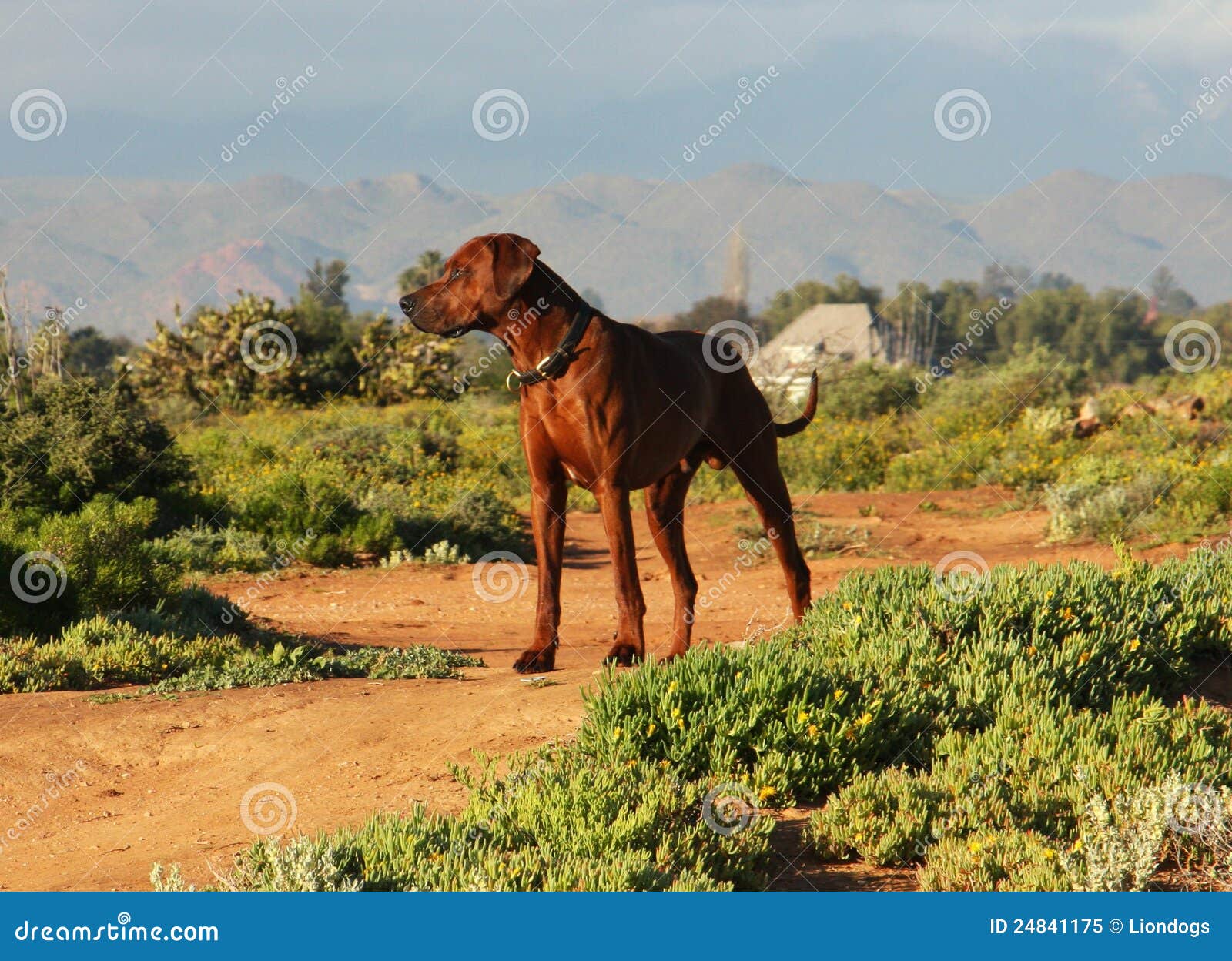 Rhodesian Ridgeback South Africa Stock Image - Image of ridgeback ...
