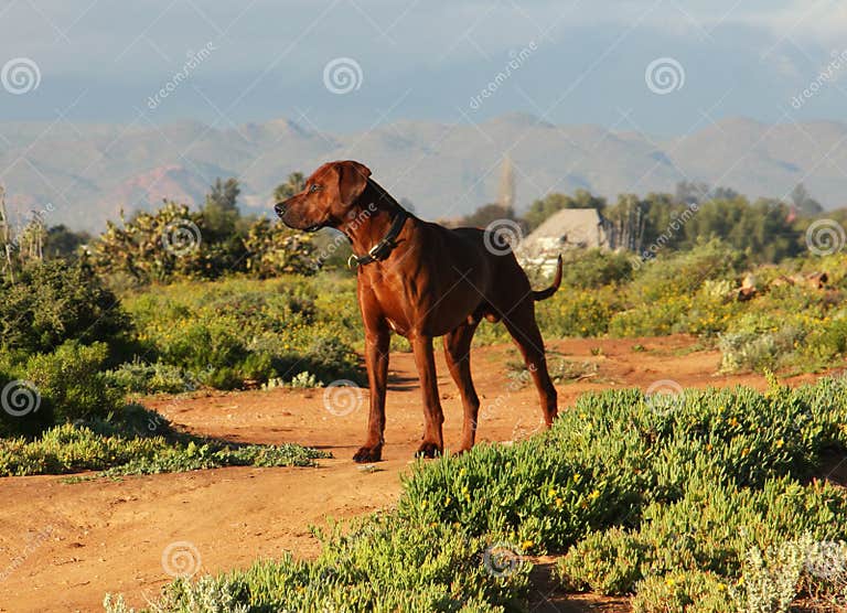Rhodesian Ridgeback South Africa Stock Image - Image of ridgeback ...