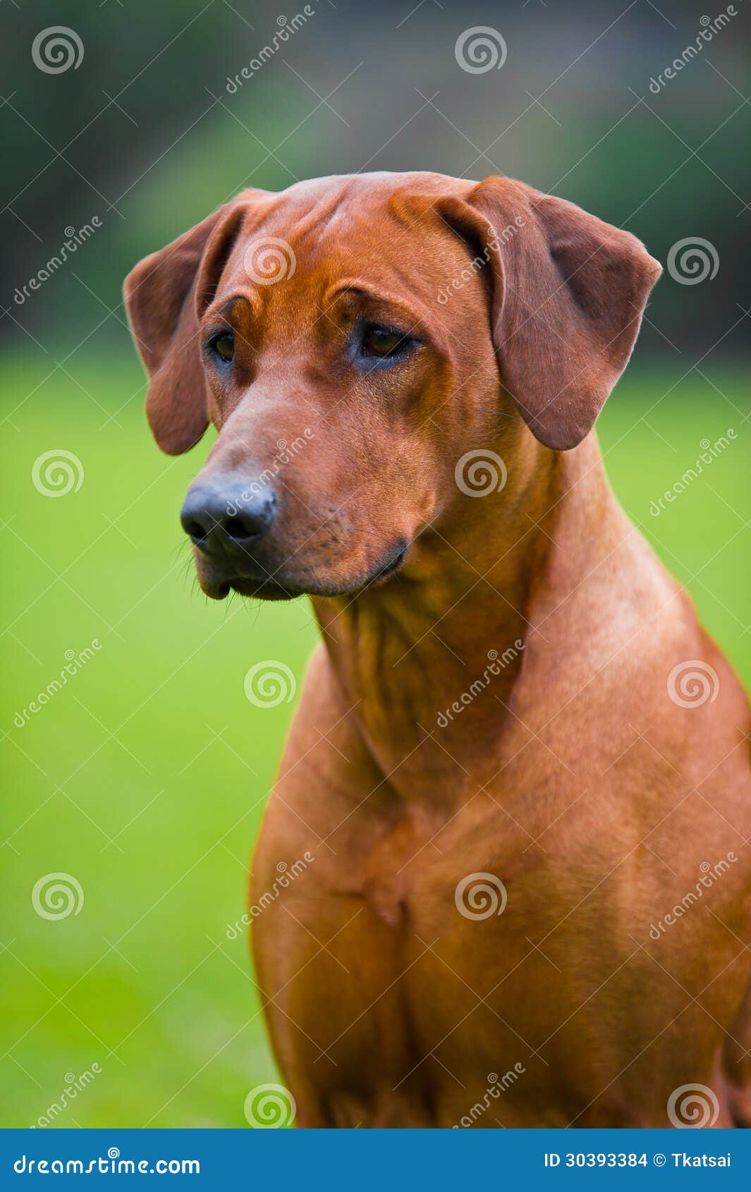Rhodesian Ridgeback in a Spring Flowers Field Stock Photo - Image of ...