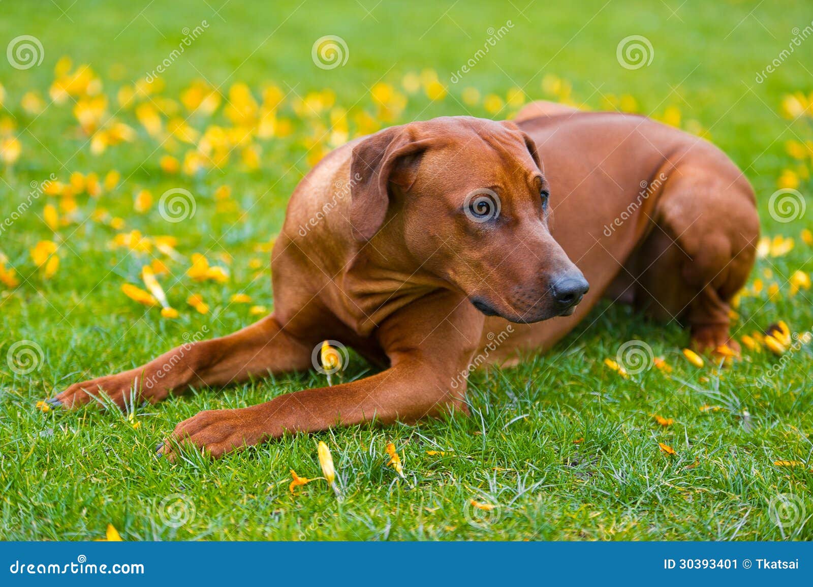 Rhodesian Ridgeback in a Spring Flowers Field Stock Image - Image of ...