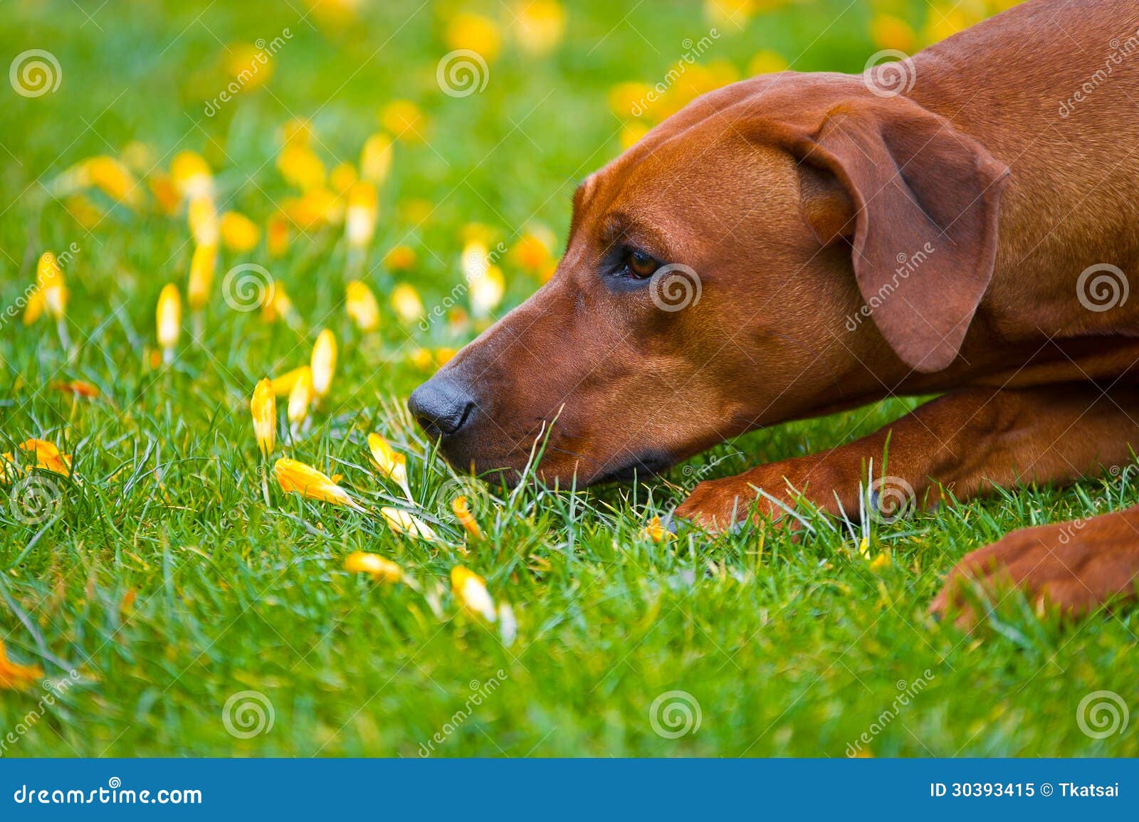 Rhodesian Ridgeback in a Spring Flowers Field Stock Image - Image of ...
