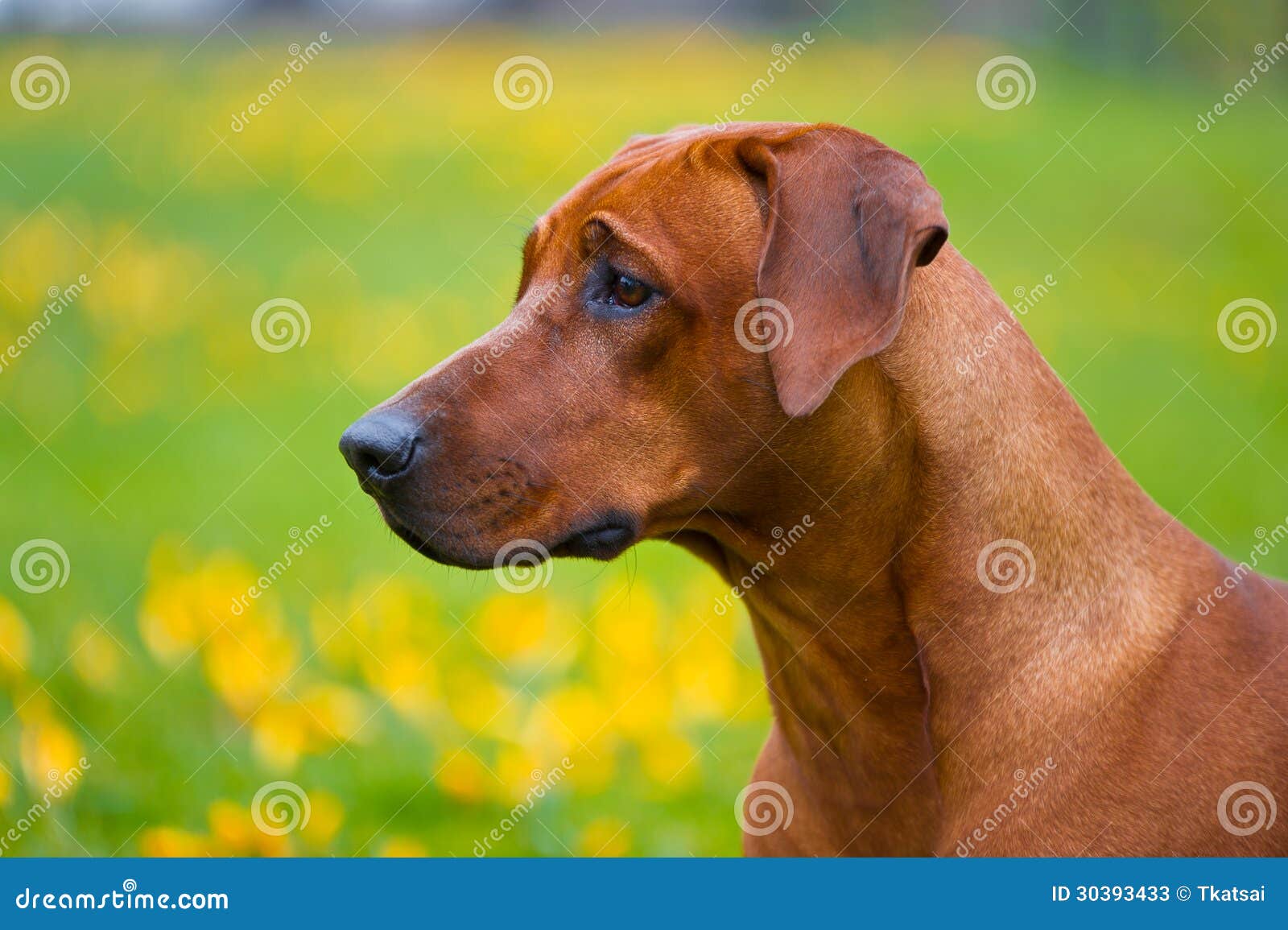 Rhodesian Ridgeback in a Spring Flowers Field Stock Image - Image of ...