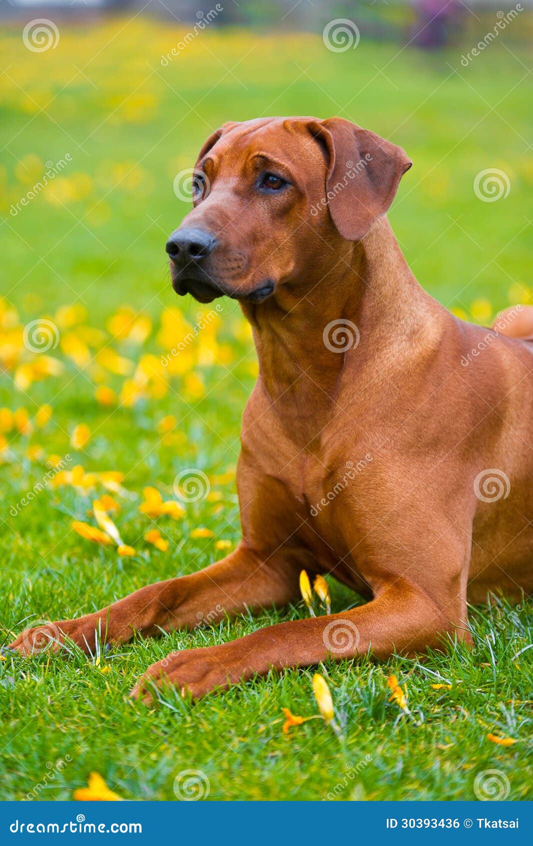 Rhodesian Ridgeback in a Spring Flowers Field Stock Photo - Image of ...