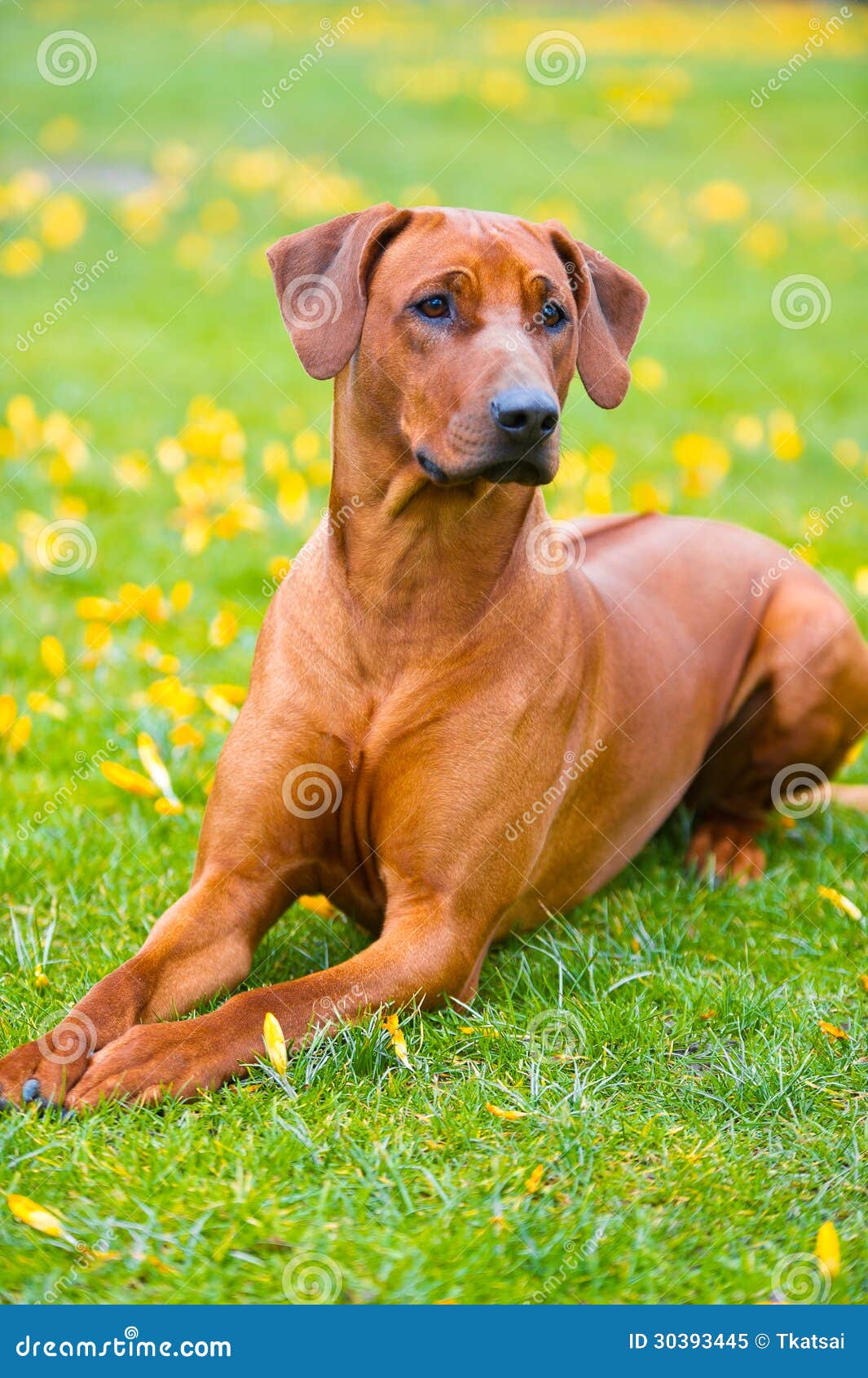 Rhodesian Ridgeback in a Spring Flowers Field Stock Image - Image of ...