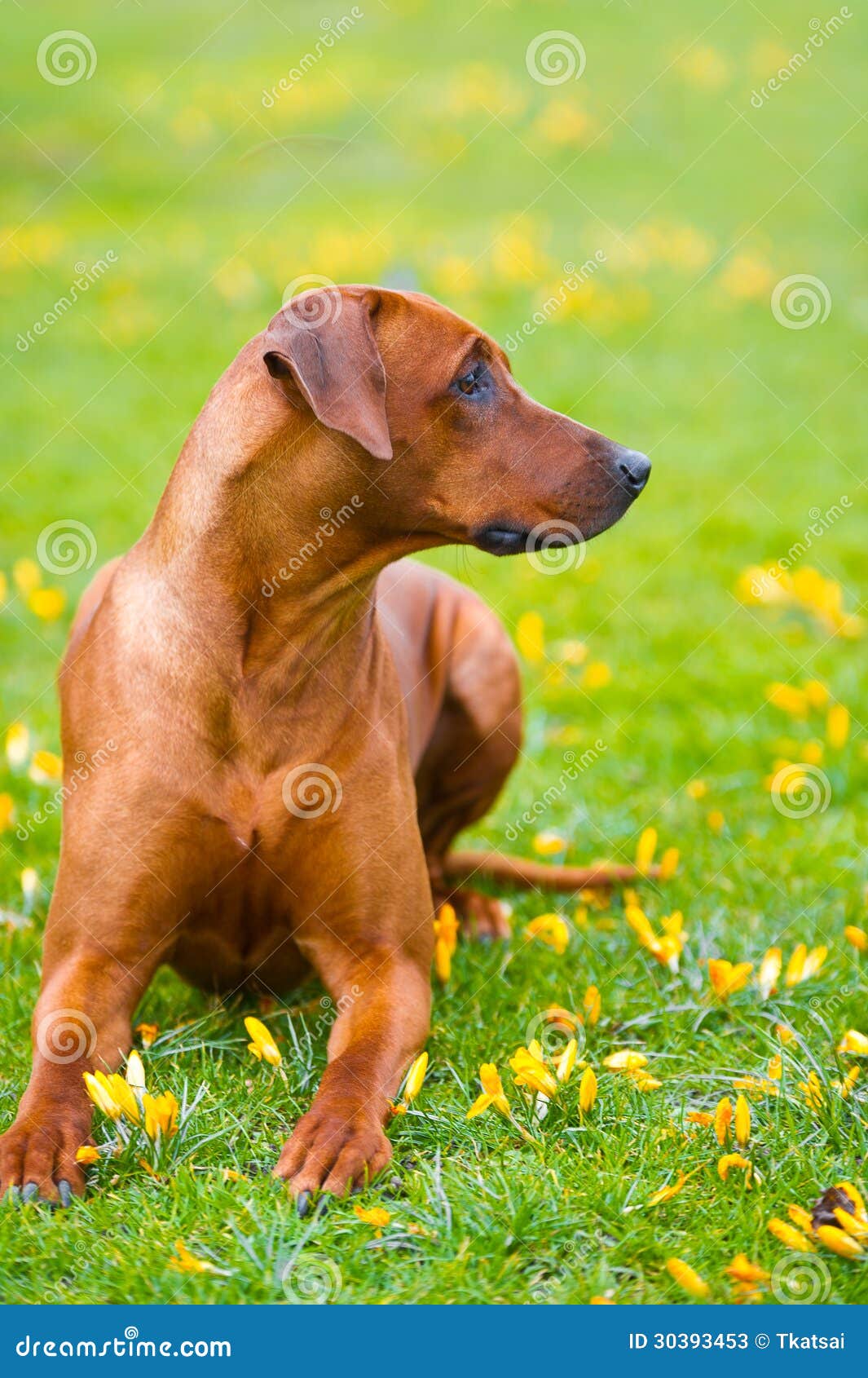 Rhodesian Ridgeback in a Spring Flowers Field Stock Image - Image of ...
