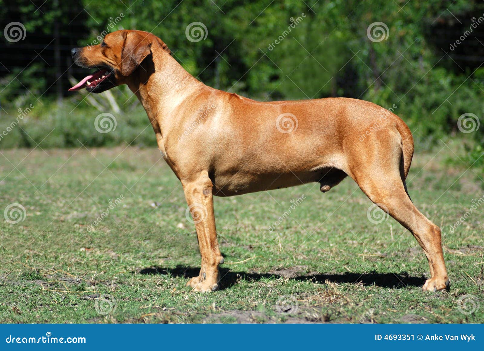 Rhodesian Ridgeback Standing Stock Image - Image of dogs, mammal: 4693351