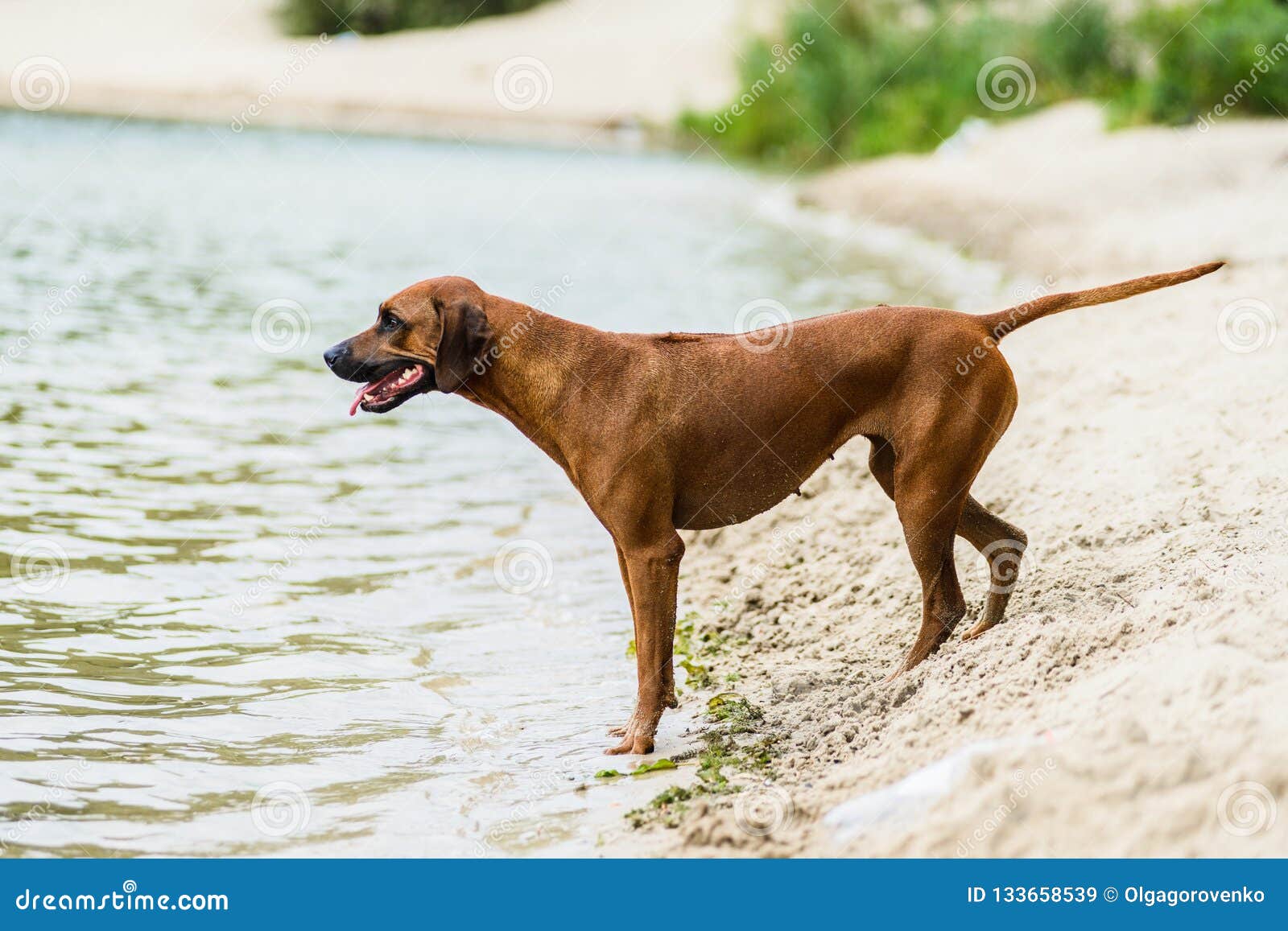 Rhodesian Ridgeback Standing at Beach Looking at Water Stock Image ...