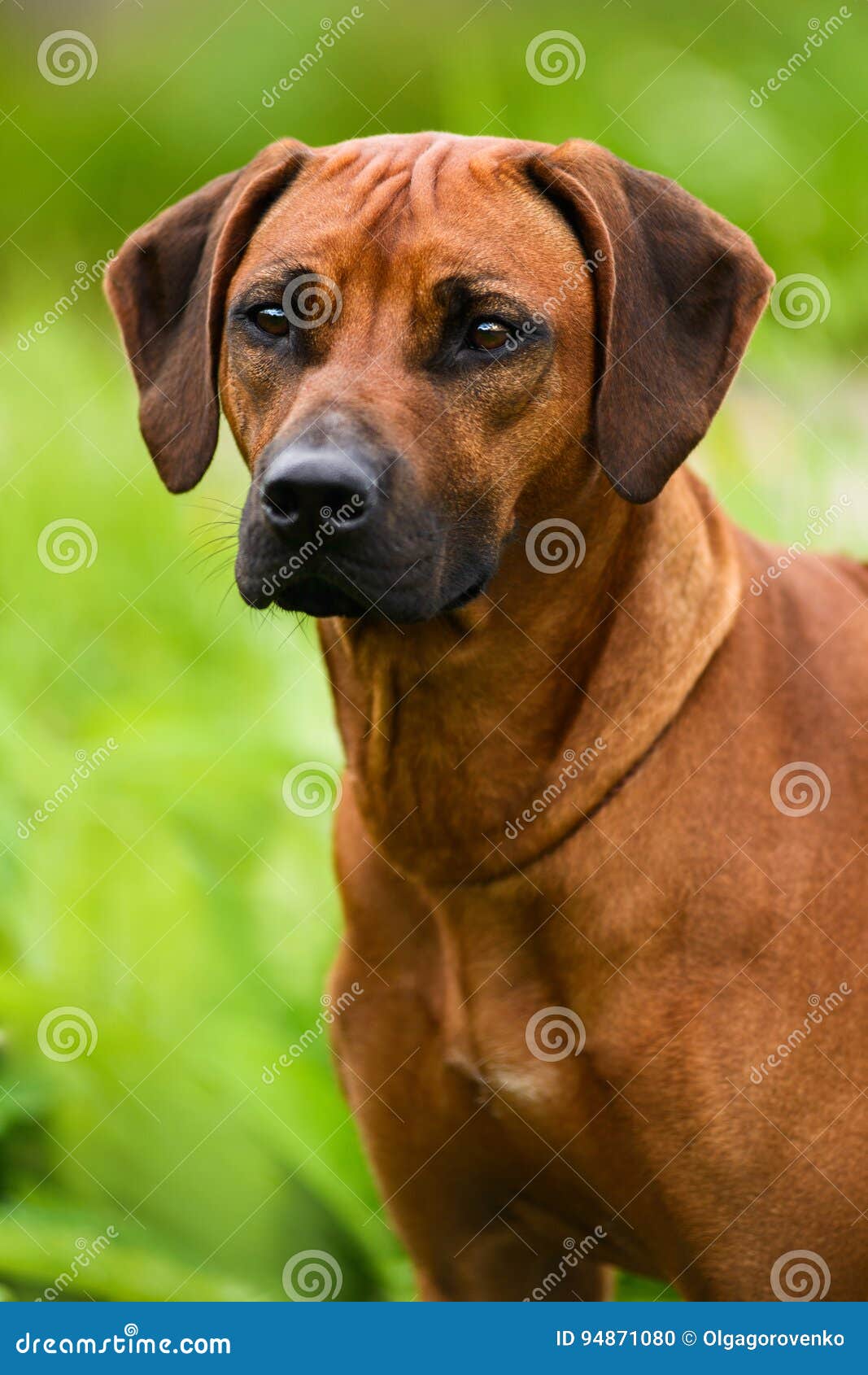 Rhodesian Ridgeback Standing in Grass at Summer Sun Stock Photo - Image ...