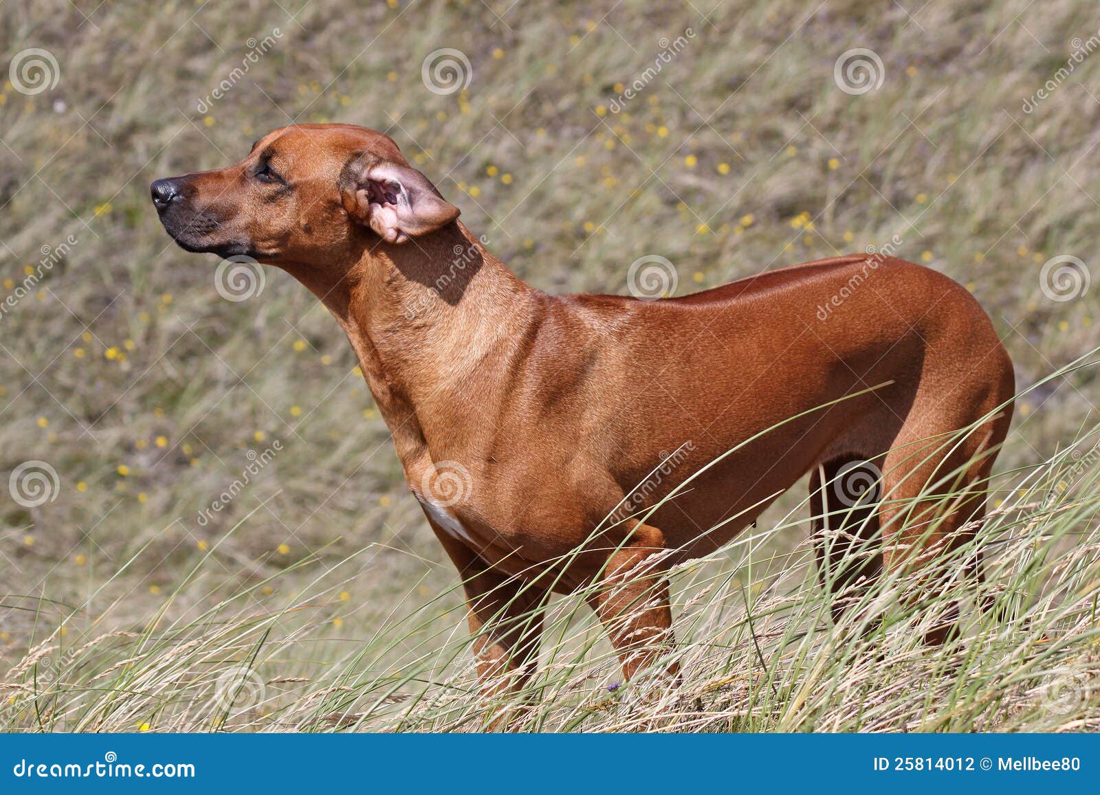 Rhodesian Ridgeback Standing in the Wind Stock Photo - Image of watch ...