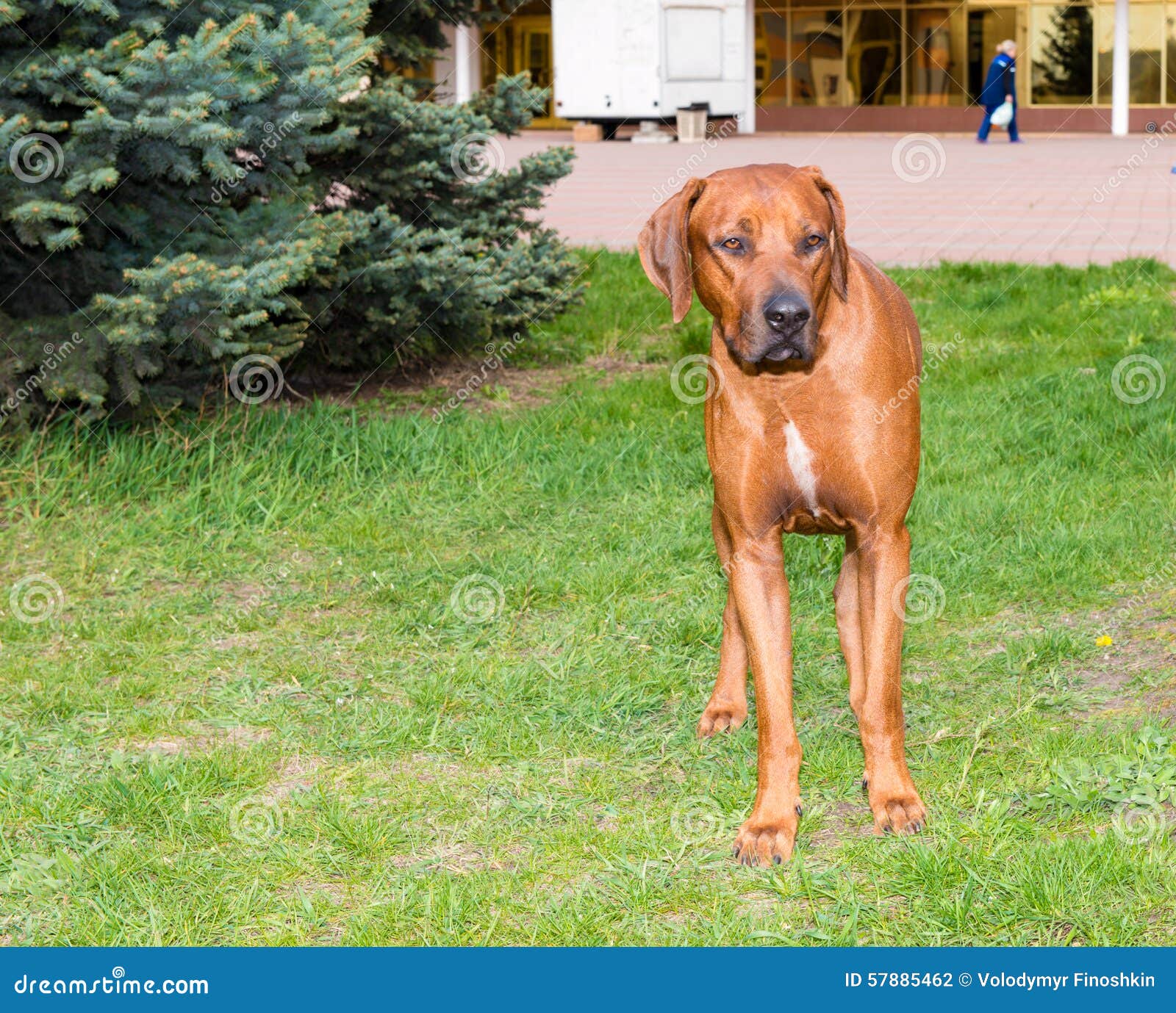 Rhodesian Ridgeback Stands. Stock Photo - Image of canine, nature: 57885462