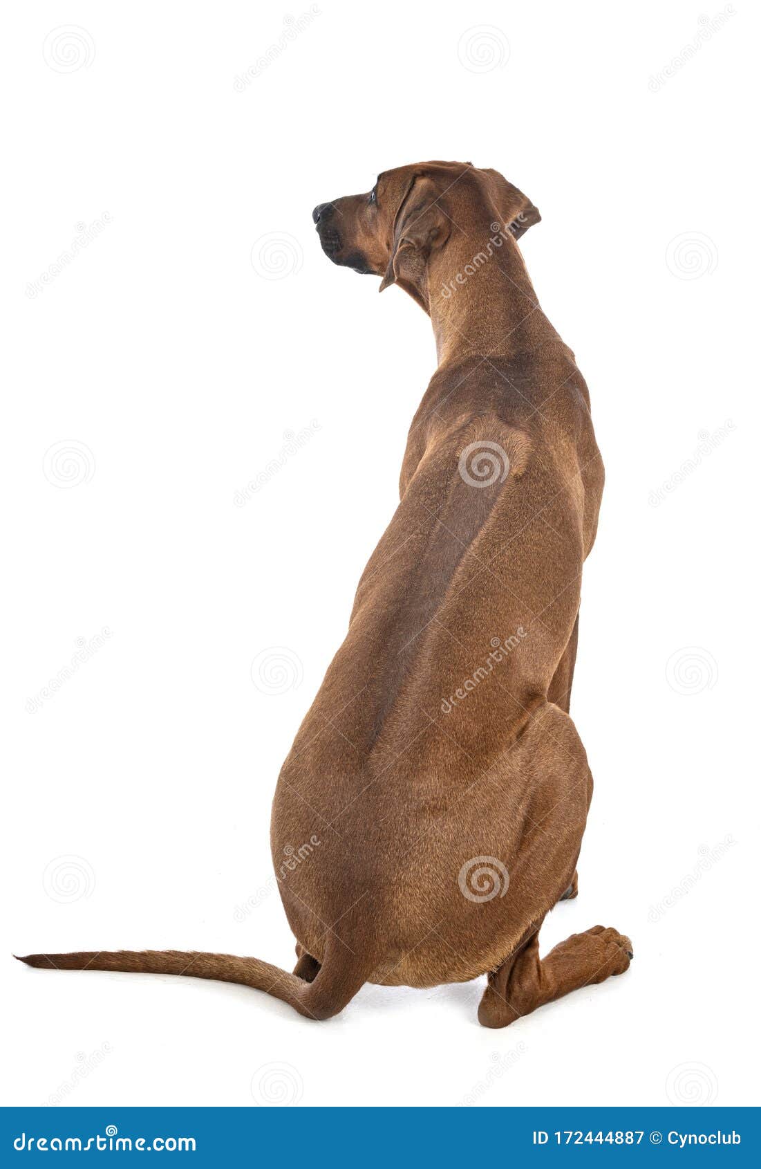 Rhodesian Ridgeback in Studio Stock Image - Image of ridge, rooyen ...