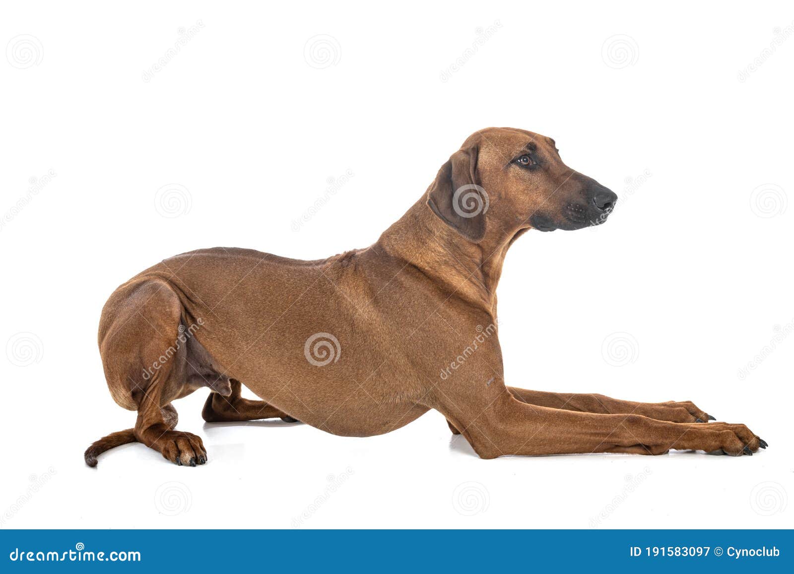 Rhodesian Ridgeback in Studio Stock Image - Image of white, studio ...