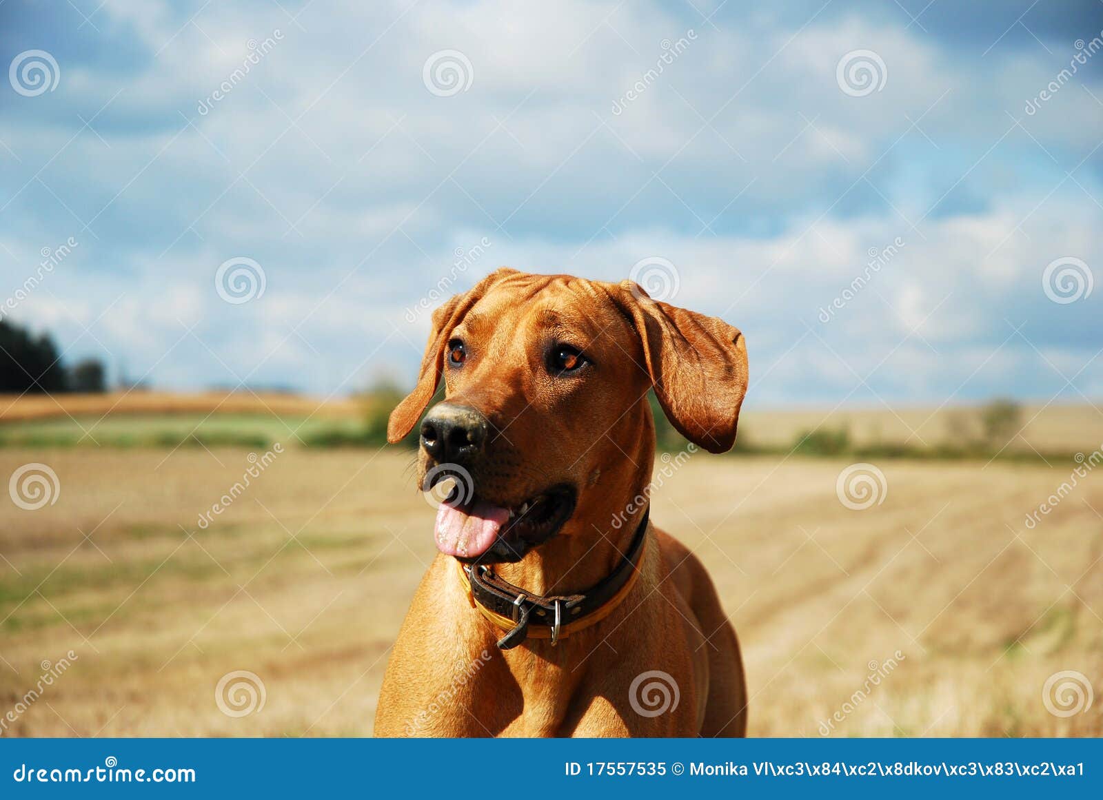 Rhodesian Ridgeback Summer Portrait Stock Image - Image of enjoy ...