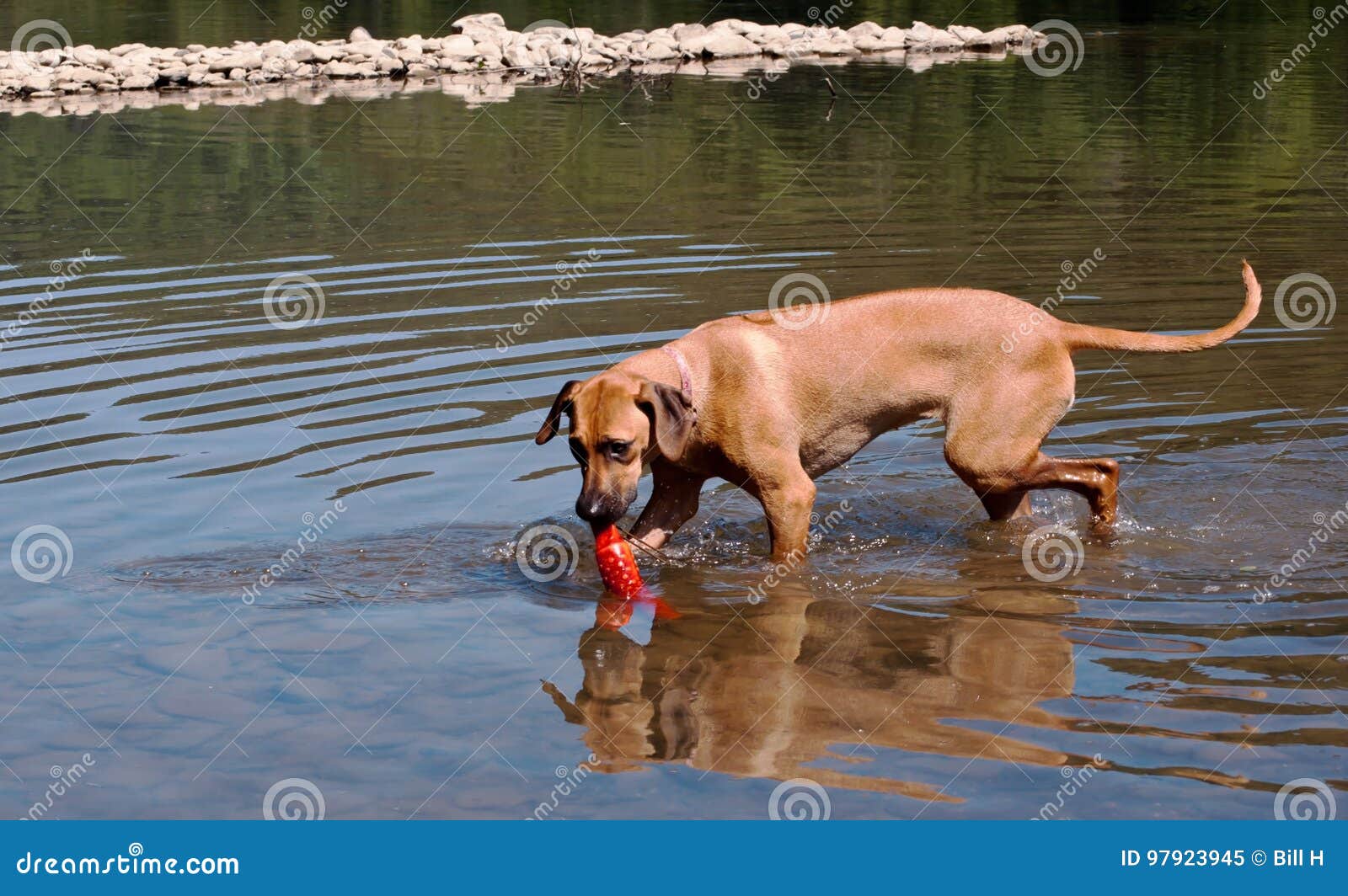 Rhodesian Ridgeback Walking in the River Stock Image - Image of bright ...