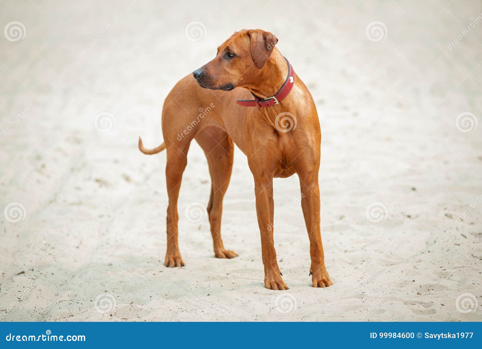 Rhodesian Ridgeback Outdoors Stock Photo - Image of coast, rhodesian ...