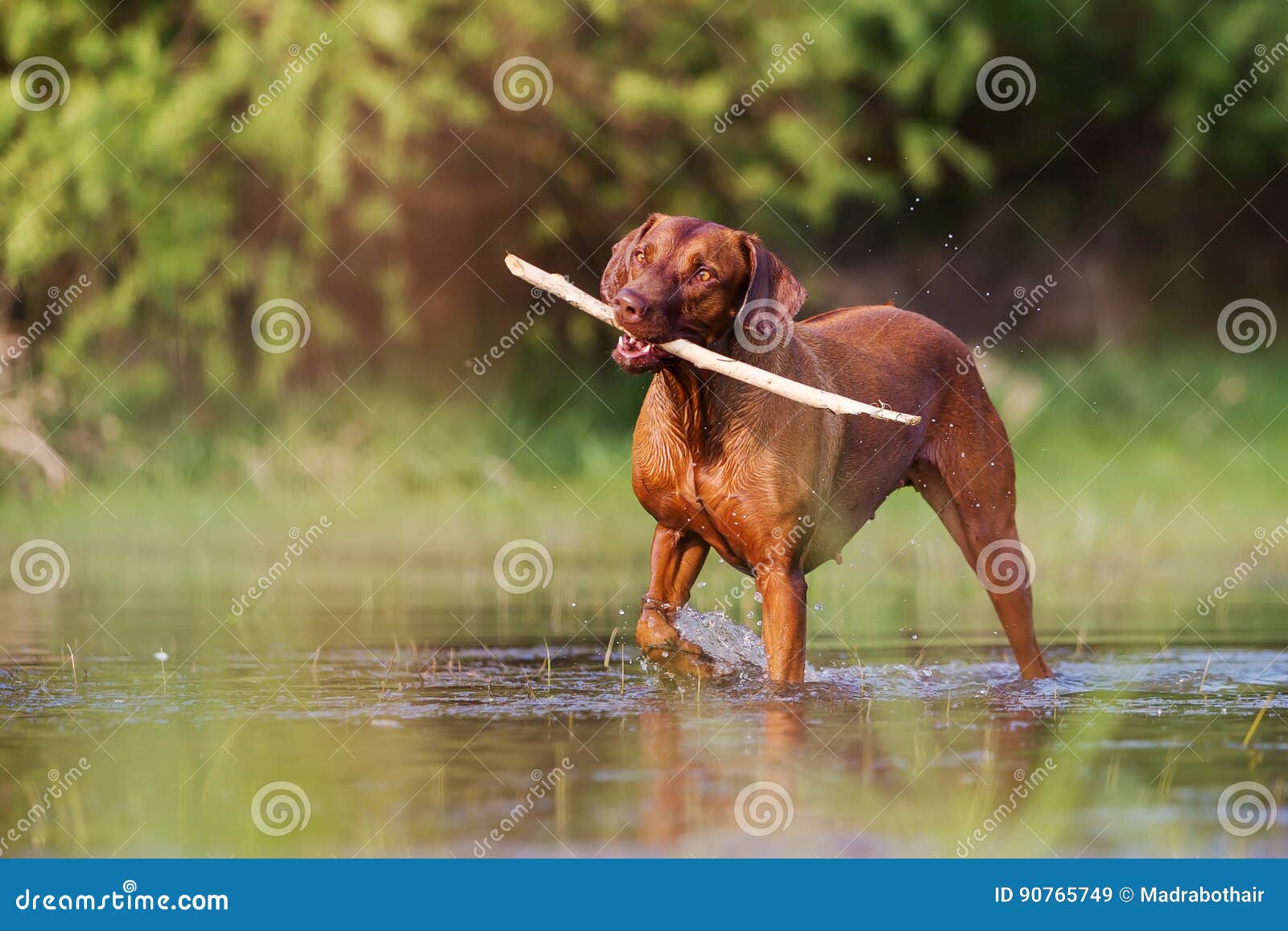 Rhodesian Ridgeback Walking in the Water Stock Image - Image of grass ...