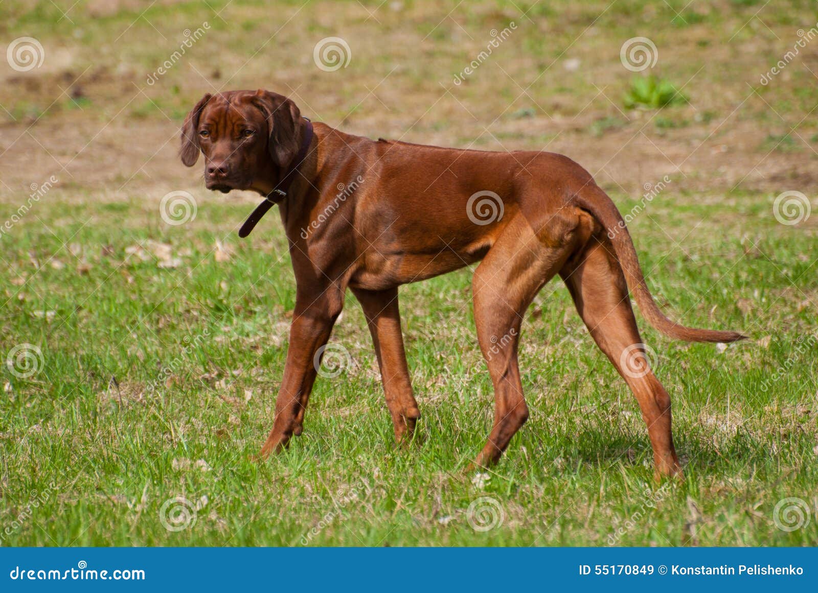 Rhodesian Ridgeback stock image. Image of ridgeback, pooch - 55170849