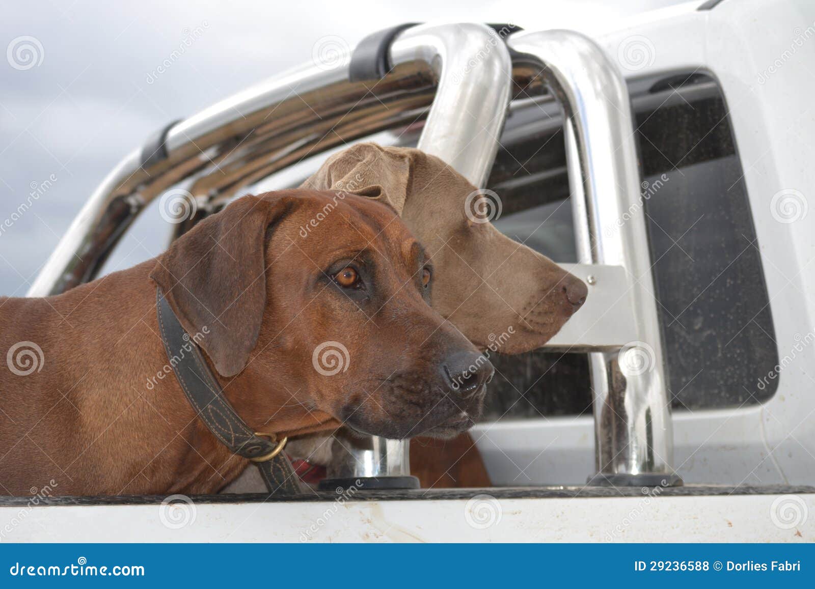 Rhodesian Ridgeback and Weimaraner Stock Photo - Image of head, muzzle ...