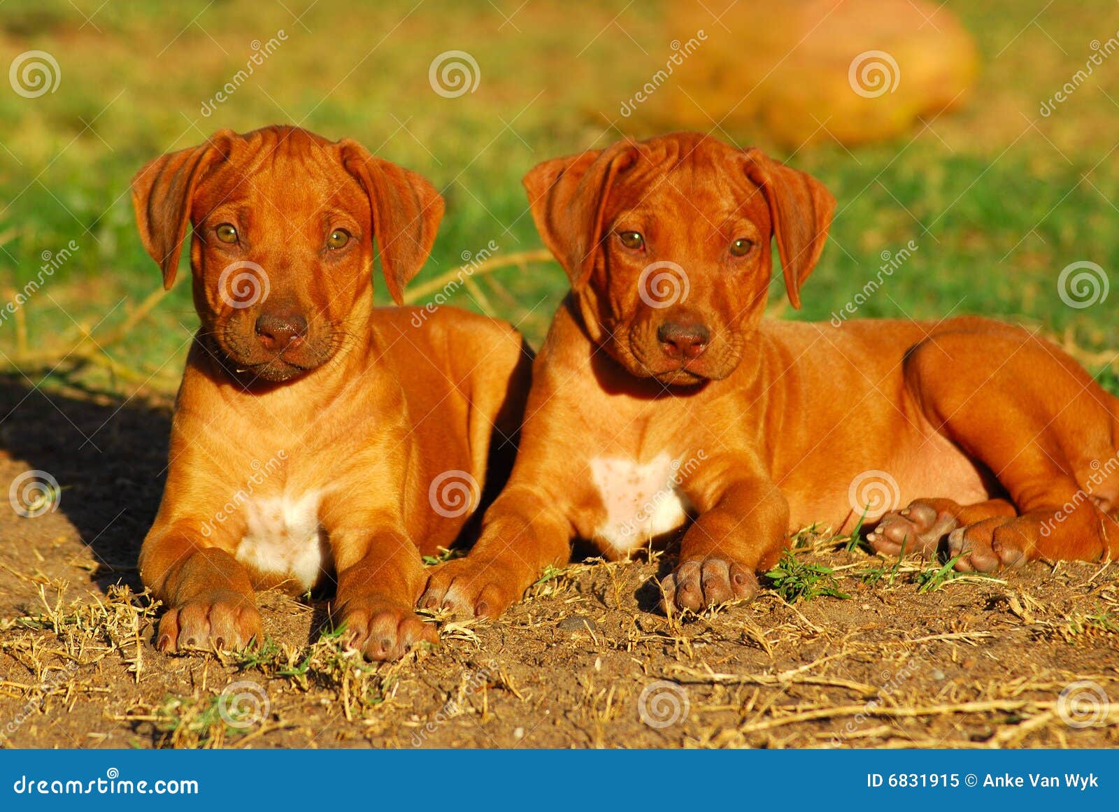 Rhodesian Ridgeback Welpen stockbild. Bild von aufmerksam - 6831915
