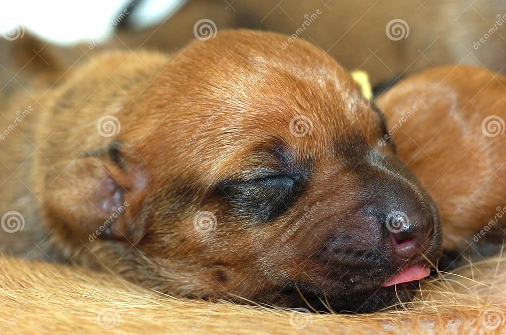 Rhodesian ridgeback whelp stock image. Image of backyard - 4832357