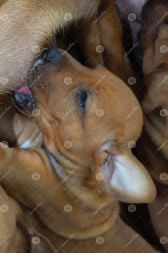 Rhodesian ridgeback whelp stock photo. Image of alert - 5012454