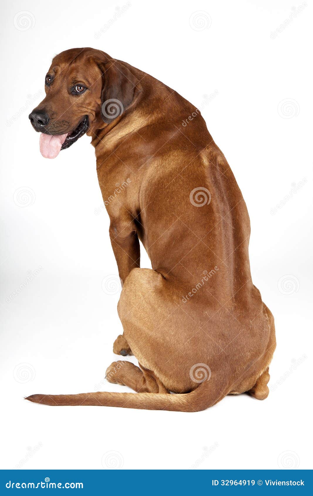 Rhodesian Ridgeback Royalty Free Stock Images - Image: 32964919