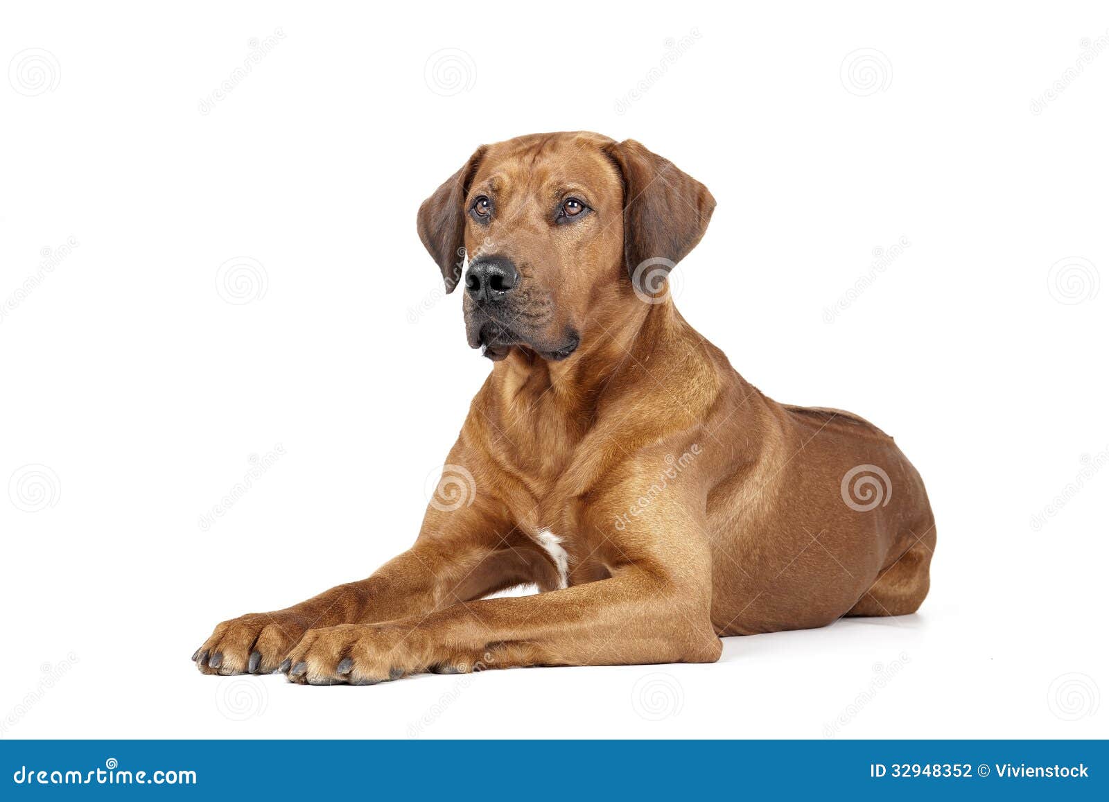 Rhodesian Ridgeback Royalty-Free Stock Image | CartoonDealer.com #7141642
