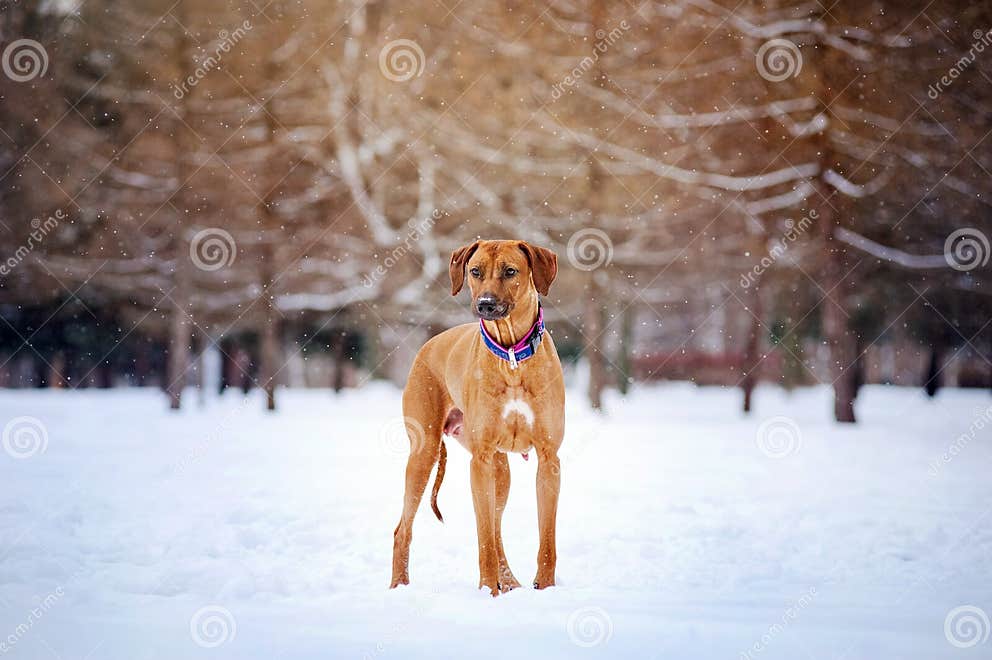 Rhodesian Ridgeback on Winter Background Stock Photo - Image of ...