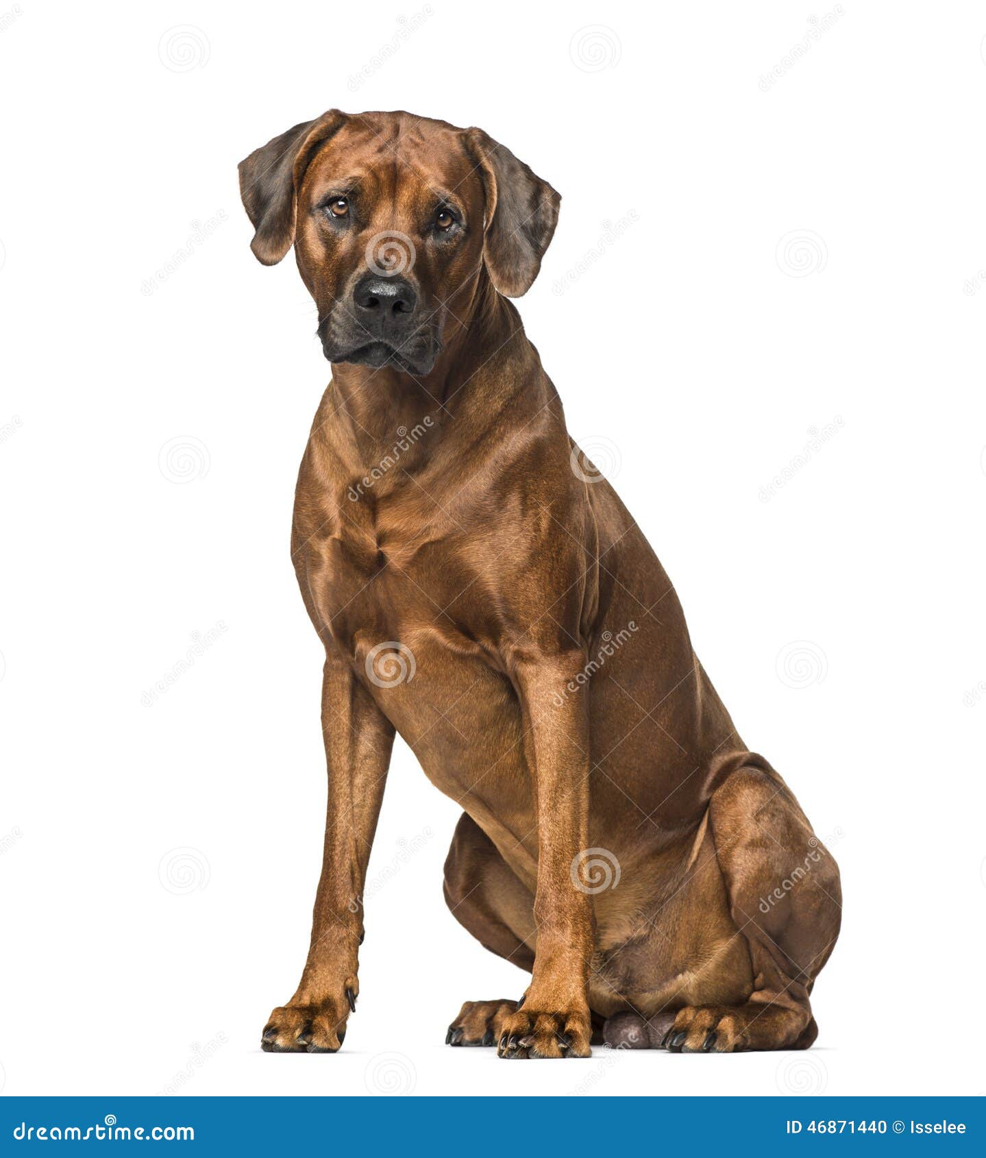 Rhodesian Ridgeback (3 Years Old) Stock Photo - Image of purebred ...