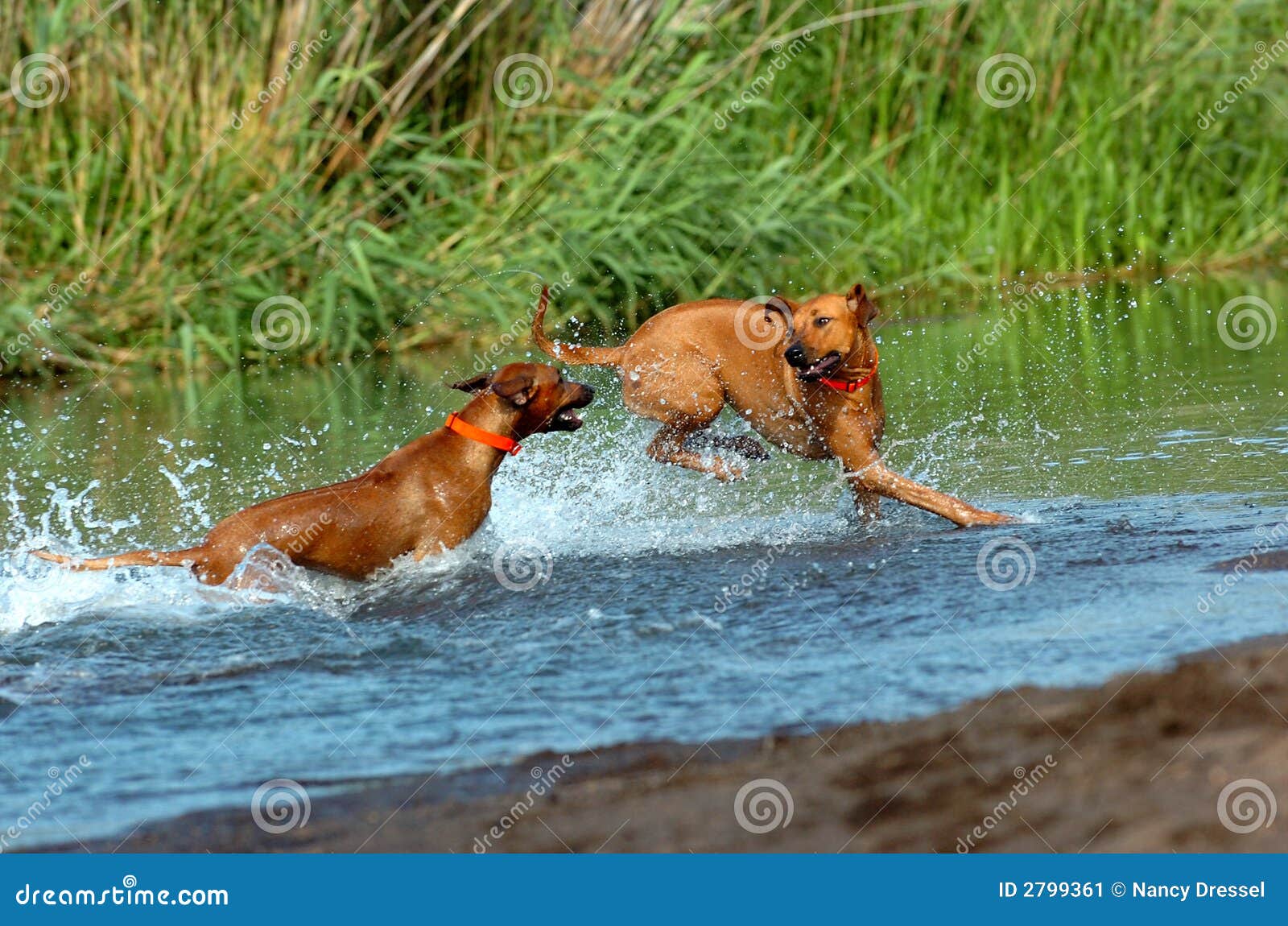 Rhodesian Ridgebacks Playing Stock Image - Image of face, active: 2799361