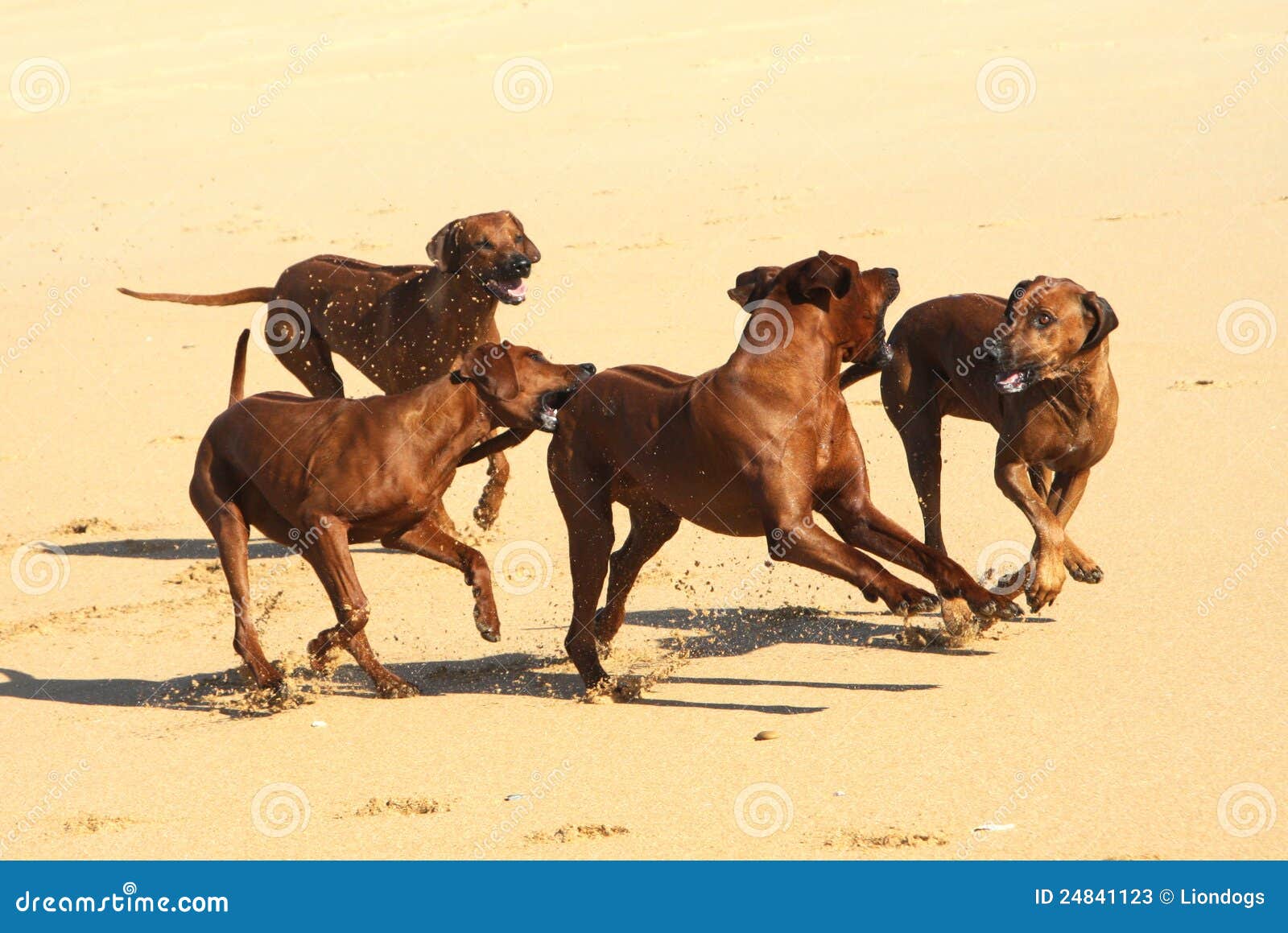 Rhodesian Ridgebacks Playing on the Beach Stock Image - Image of dogs ...