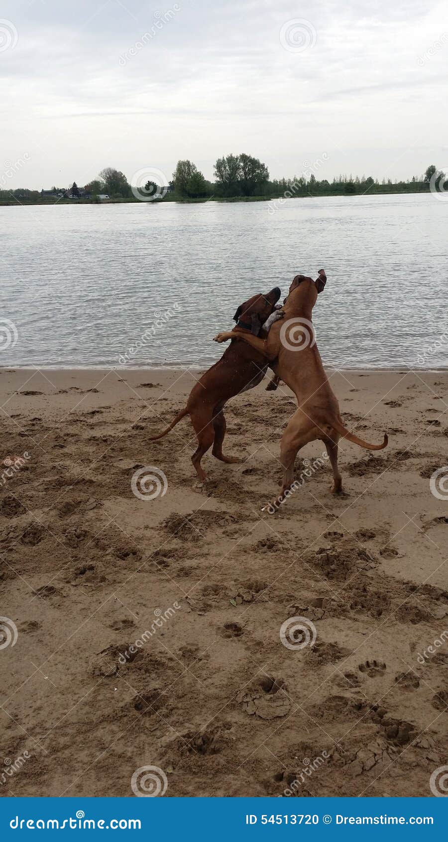 2 Rhodesian Ridgebacks Playing Stock Photo - Image of tails, dogs: 54513720